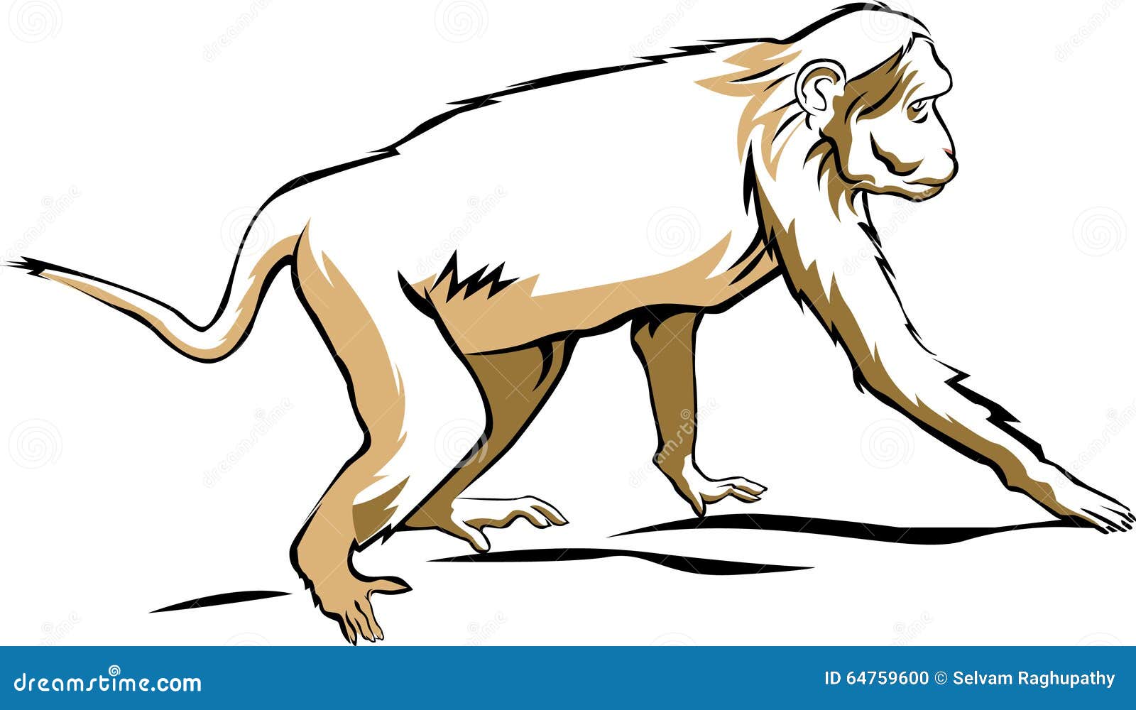 Bonnet Macaque - Vector Illustration Sketch Hand Drawn With Black Lines ...