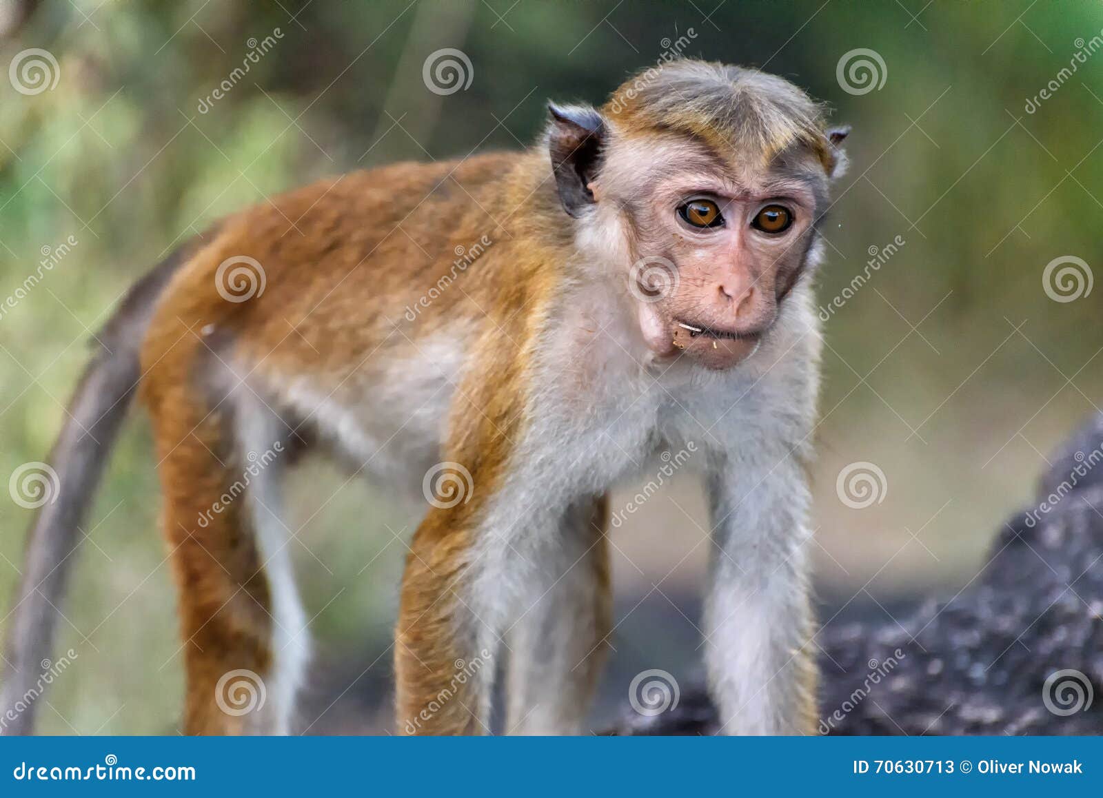 Bonnet monkey stock image. Image of lanka, primacy, integral - 70630713