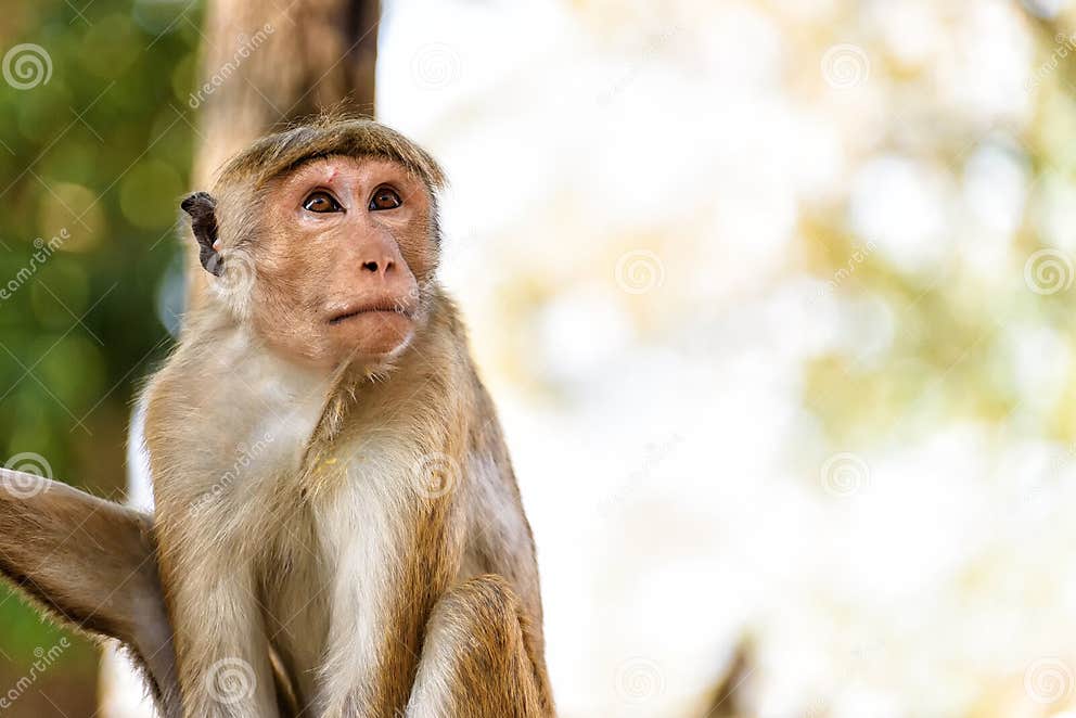 Bonnet monkey stock image. Image of macaque, integral - 87777407
