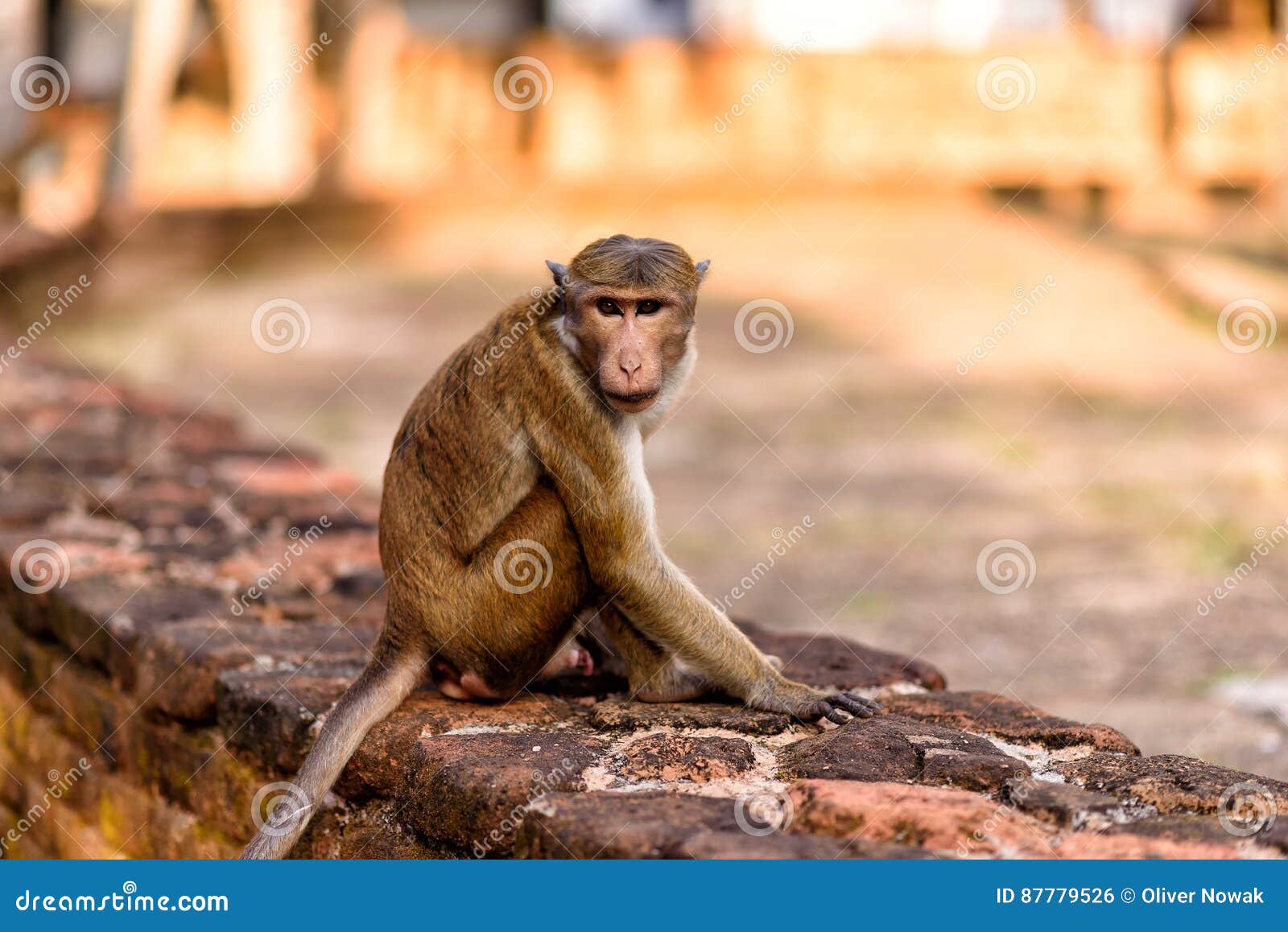 Bonnet monkey stock photo. Image of protection, primacy - 87779526