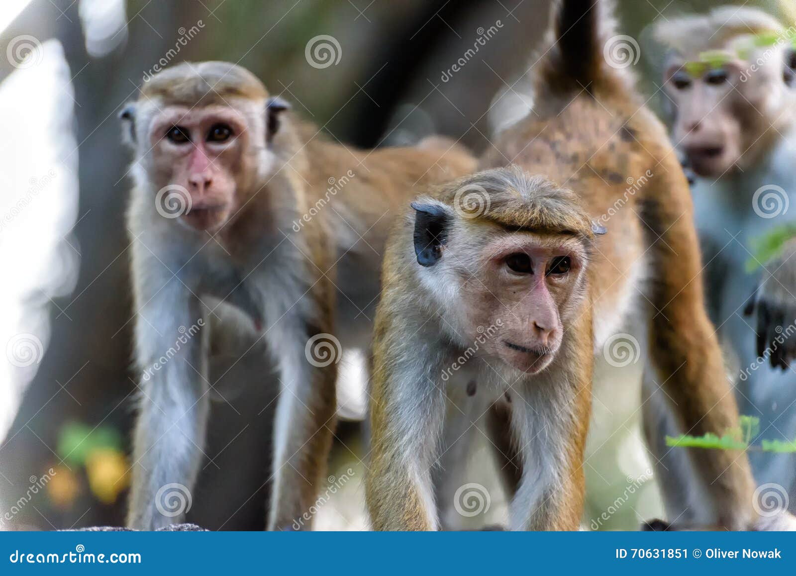 Bonnet monkeys stock image. Image of preserve, nature - 70631851