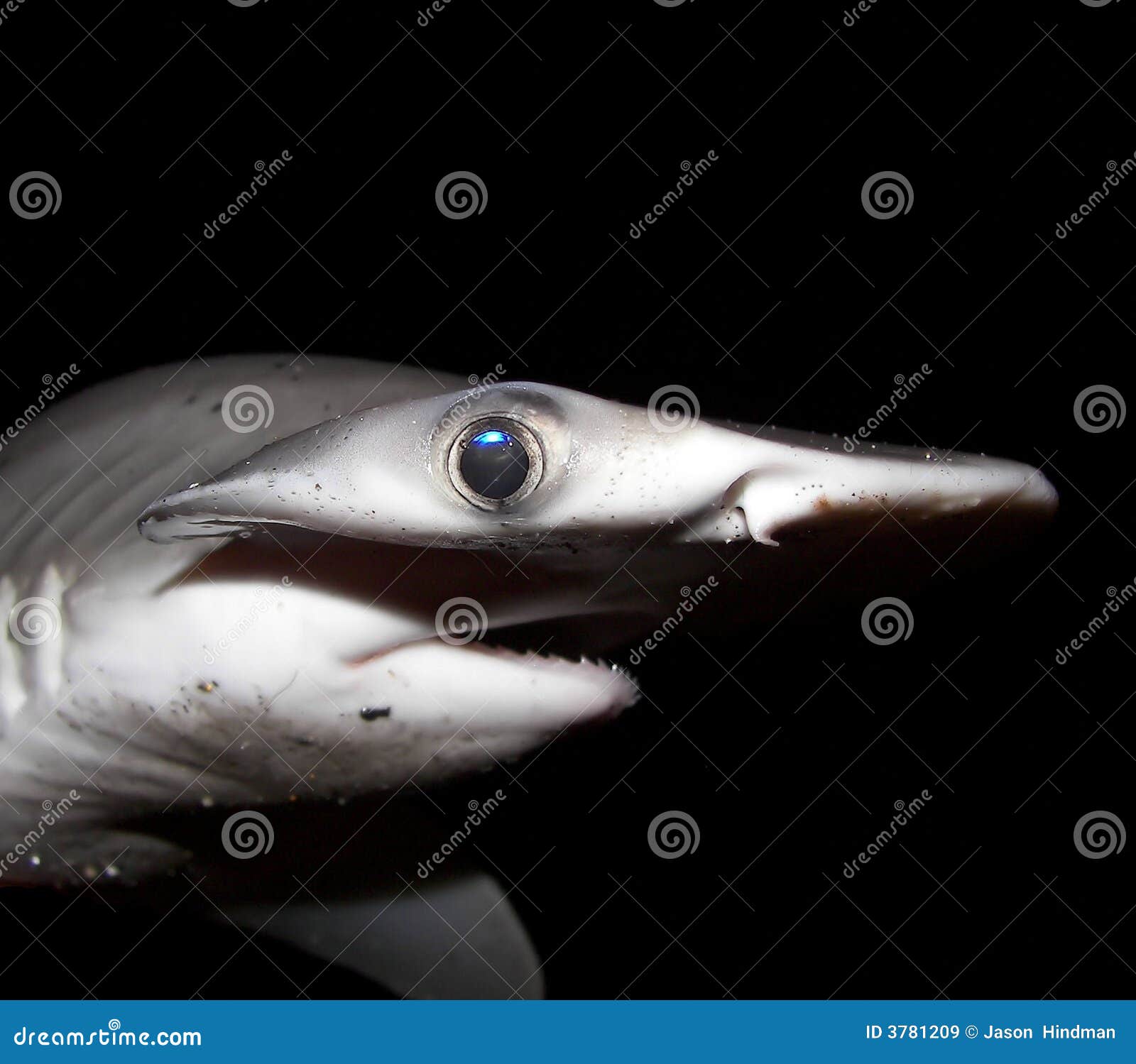 Bonnethead shark stock image. Image of bonnethead, shark - 3781209