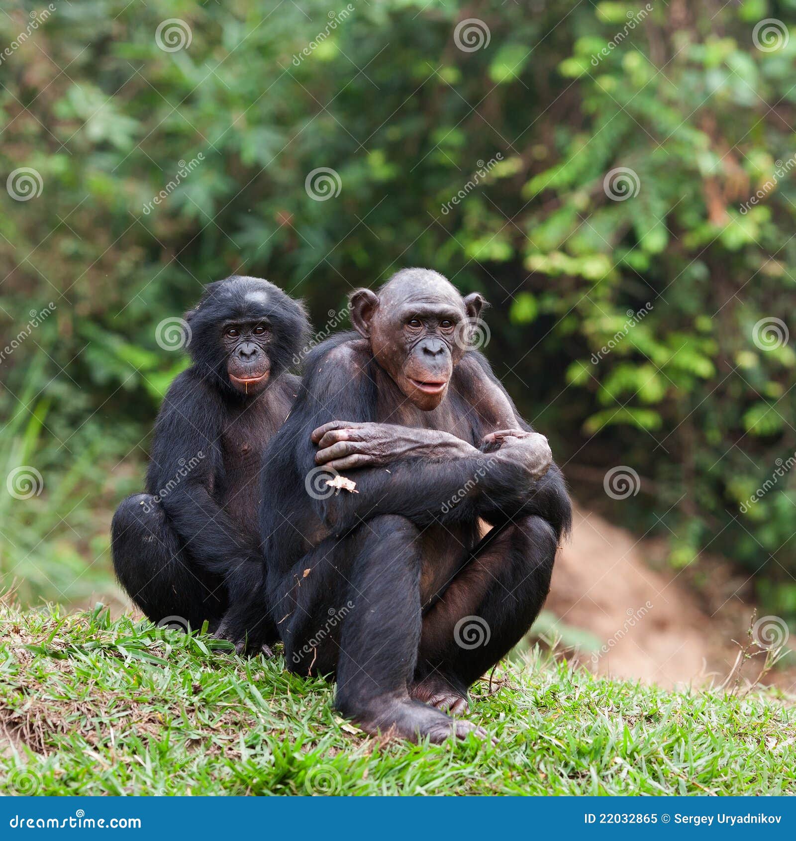 Bonobo Couple Being Intimate Together, Social Human Ape Behavior, Pygmy ...