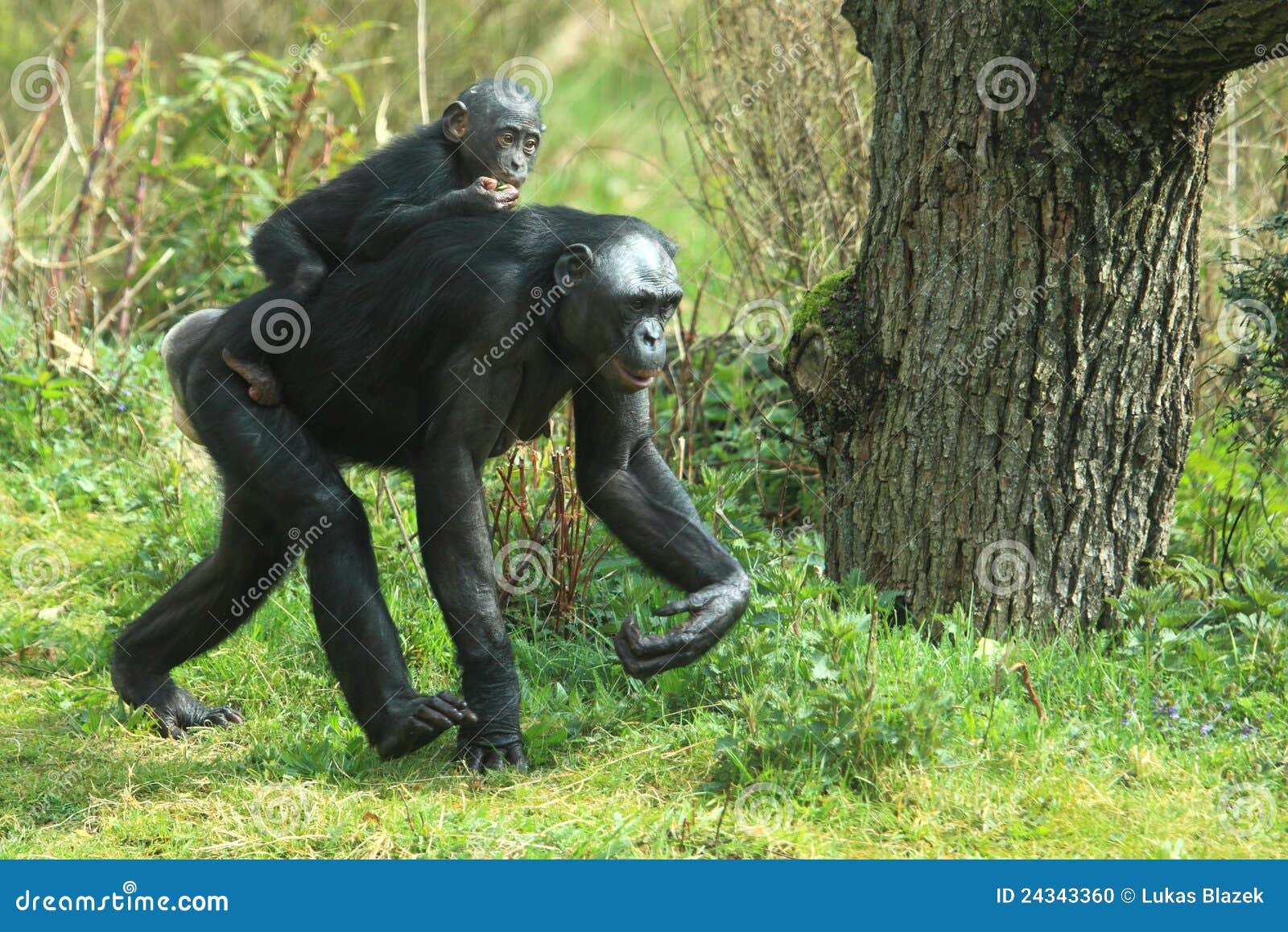 Bonobo stock photo. Image of pygmy, strolling, animal - 24343360