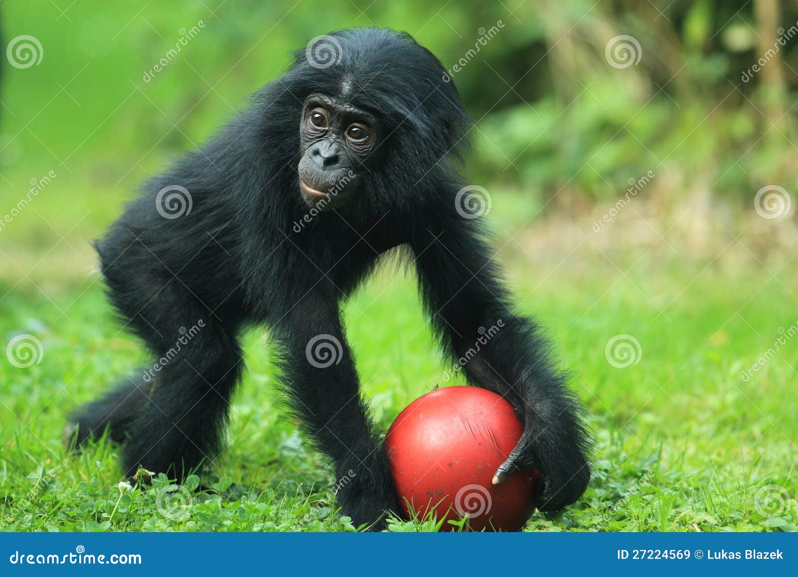 Bonobo stock image. Image of ball, chimpanzee, juvenile - 27224569