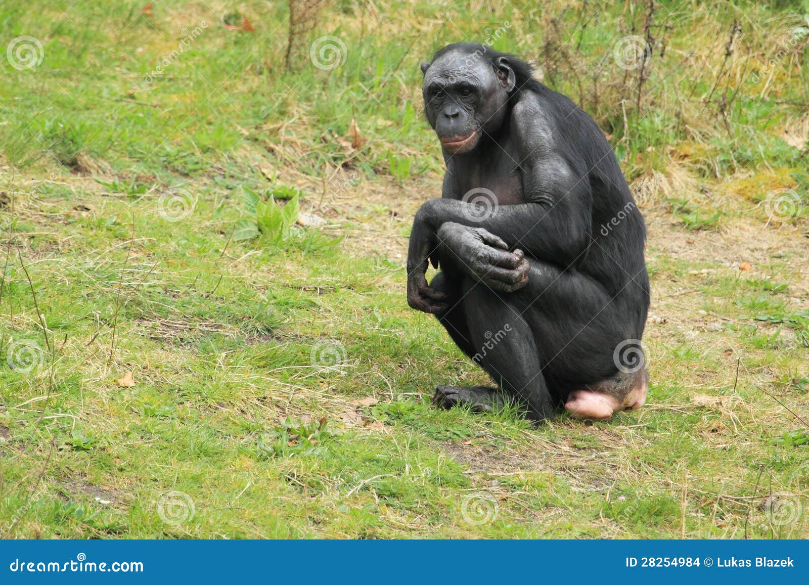 Bonobo stock photo. Image of dwarf, primate, nature, animal - 28254984