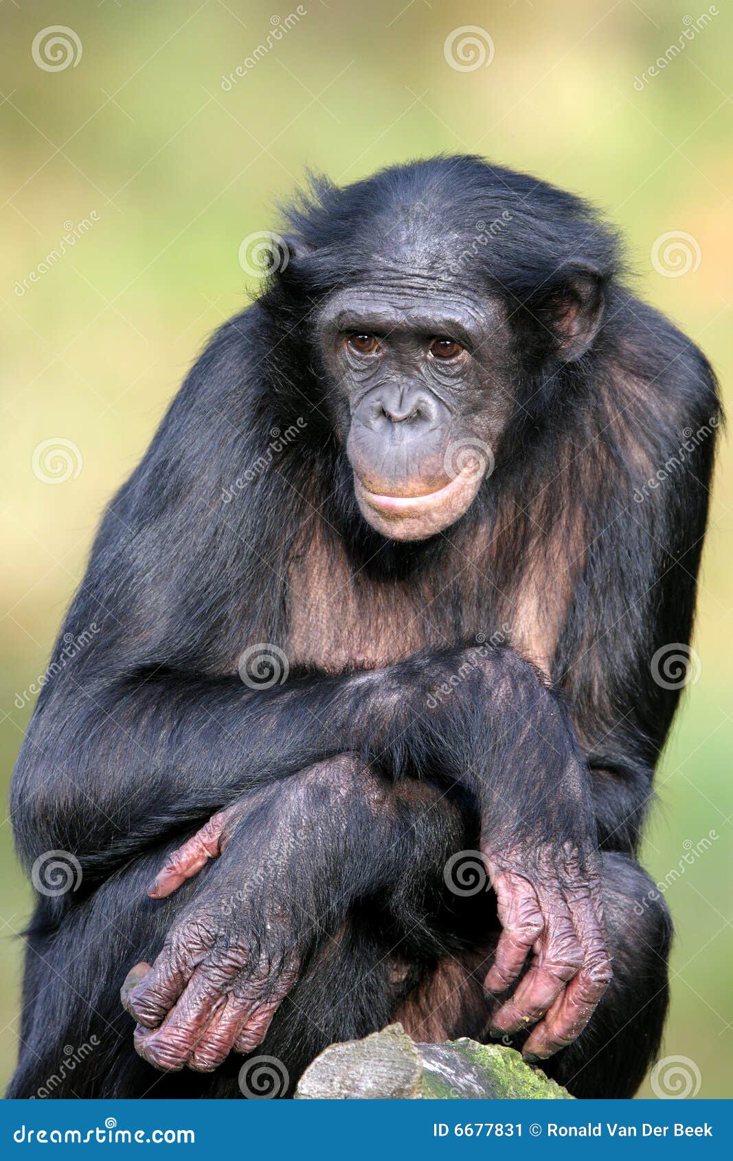 Funny Bonobo Standing In A Seductive Pose, Pygmy Chimpanzee, Human Ape ...