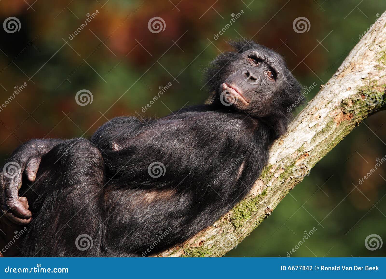 Bonobo Relaxing And Chewing On Hay, Human Ape, Pygmy Chimpanzee ...