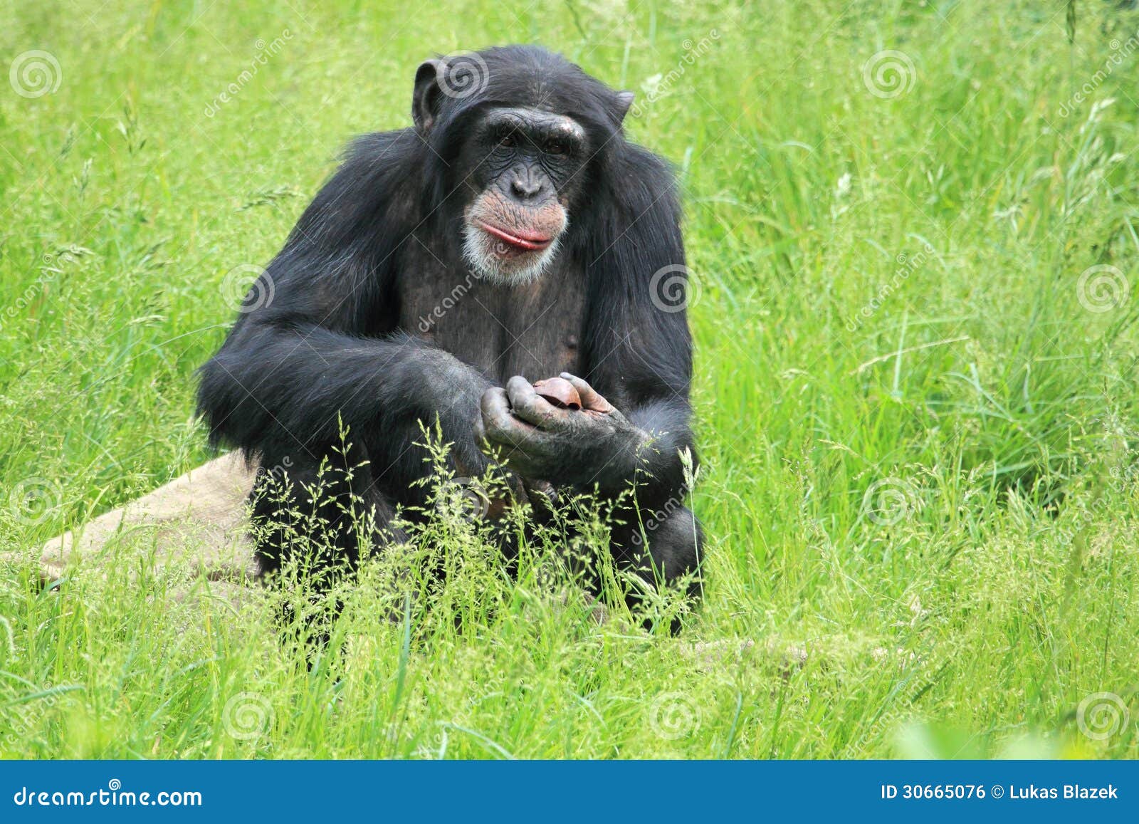 Bonobo stock photo. Image of animal, nature, mammal, chimpanzee - 30665076