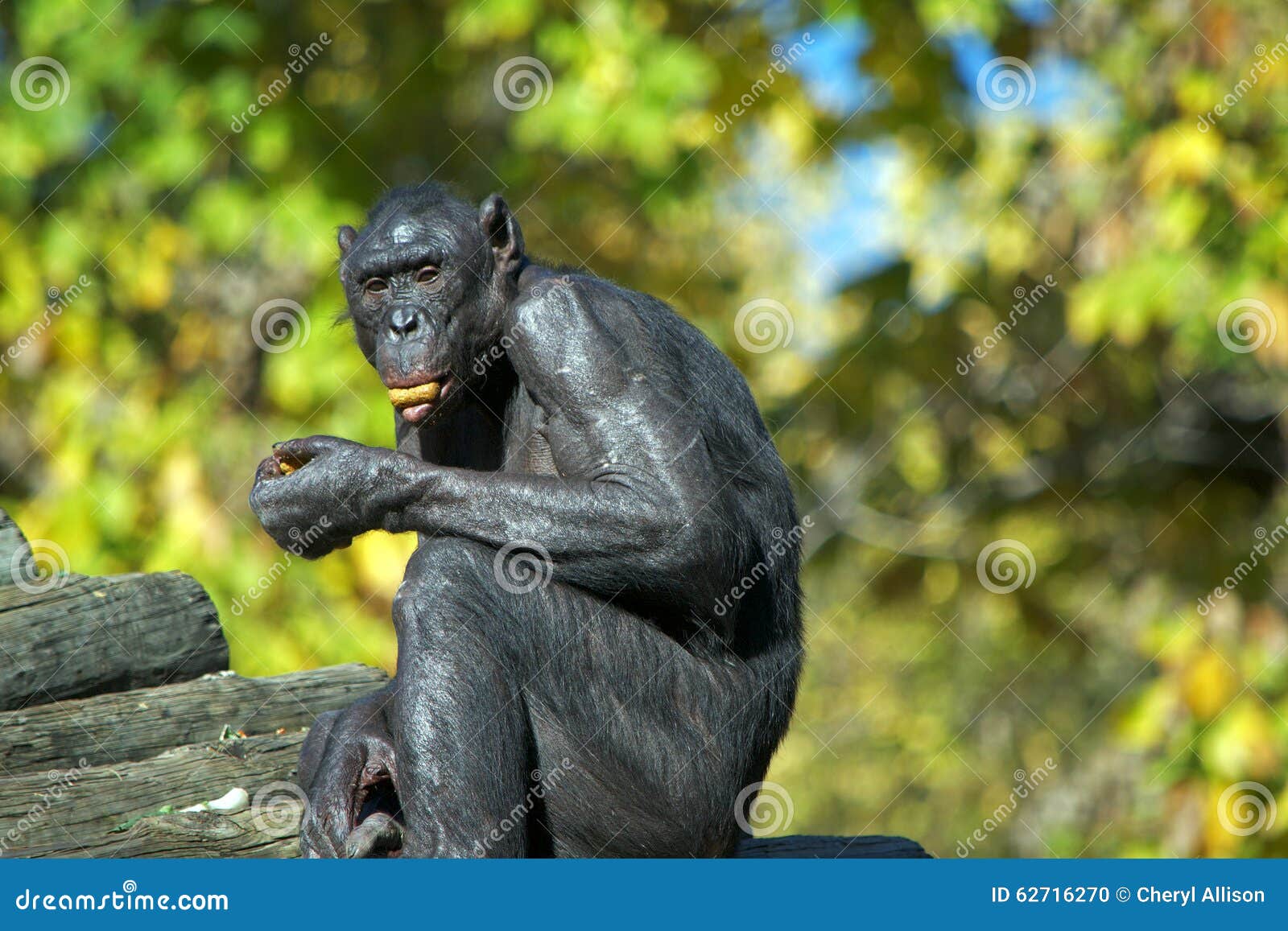 Bonobo-Affe-Essen stockfoto. Bild von afrika, sitzung - 62716270