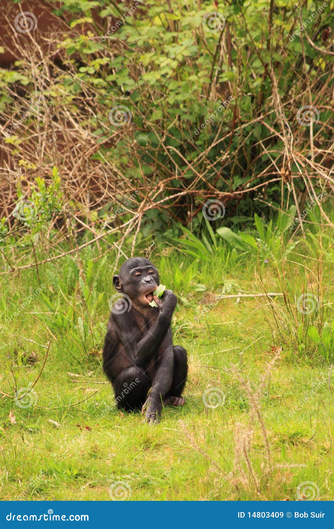 Bonobo baby monkey stock image. Image of africa, monkey - 14803409