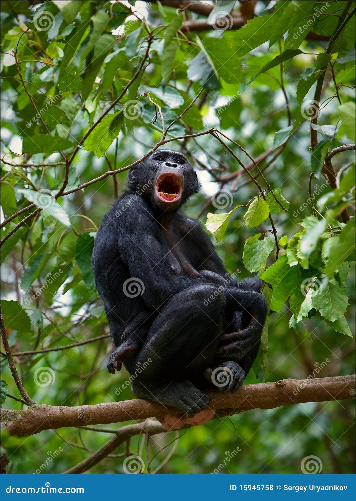 Bonobo Couple Being Intimate Together, Social Human Ape Behavior, Pygmy ...