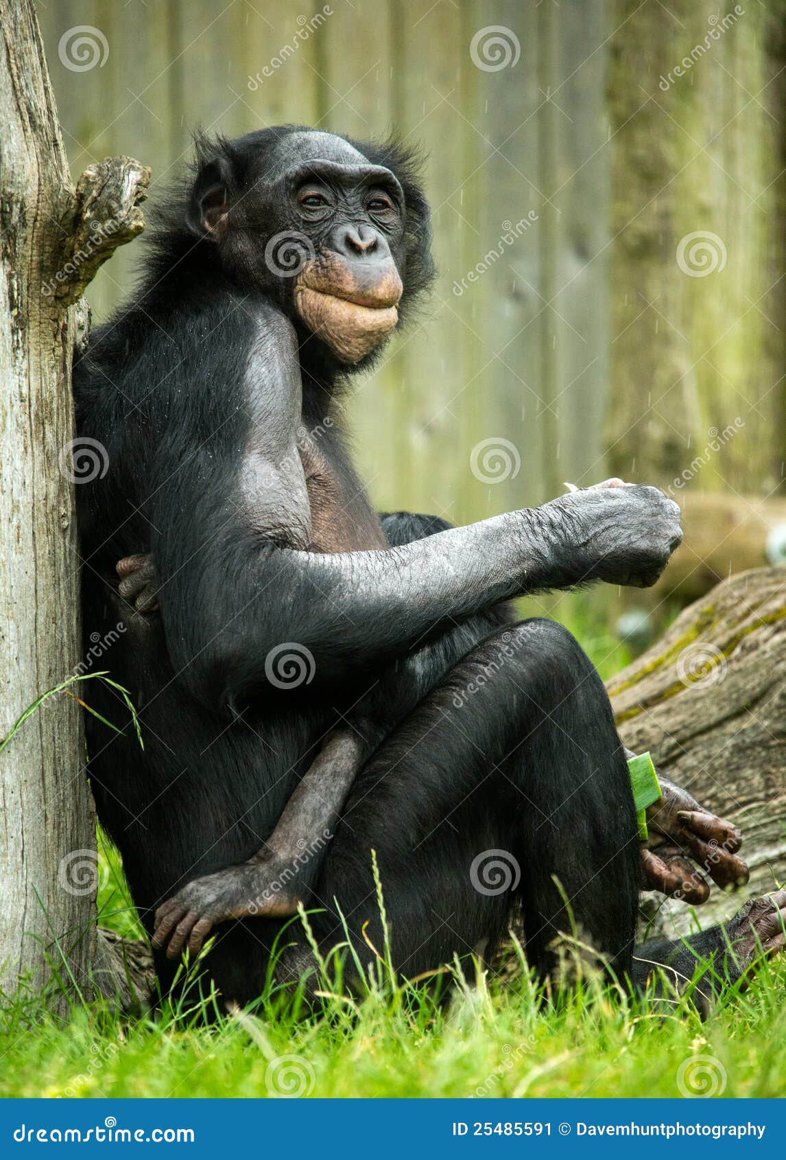 Bonobo Chimp stock image. Image of paniscus, monkey, species - 25485591