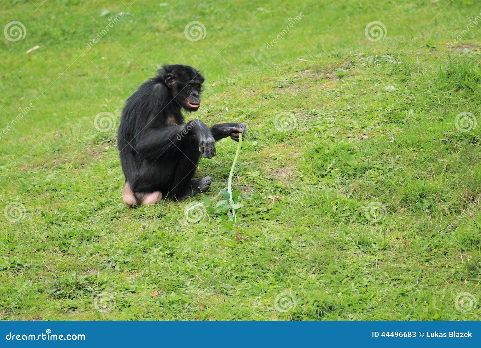 Bonobo chimpanzee stock image. Image of grass, rock, sitting - 44496683