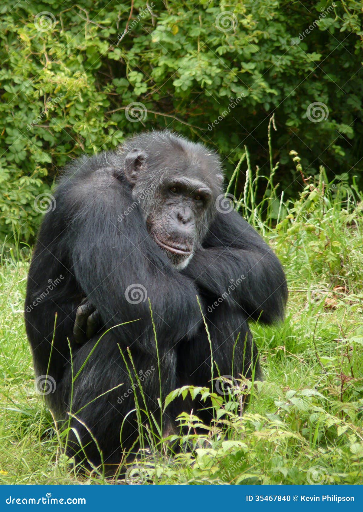 Bonobo stock photo. Image of gorilla, monkey, contemplate - 35467840