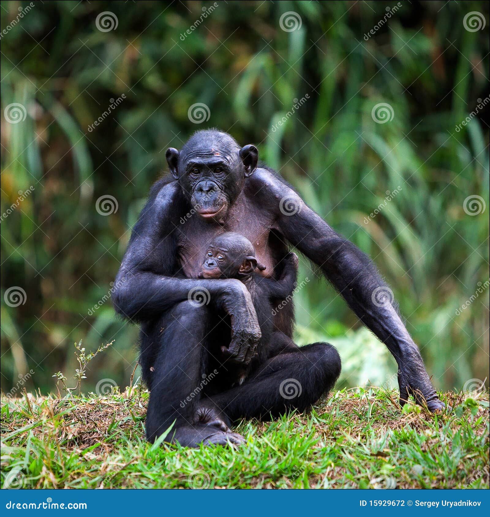 Bonobo with a cub. stock photo. Image of endangered, cute - 15929672