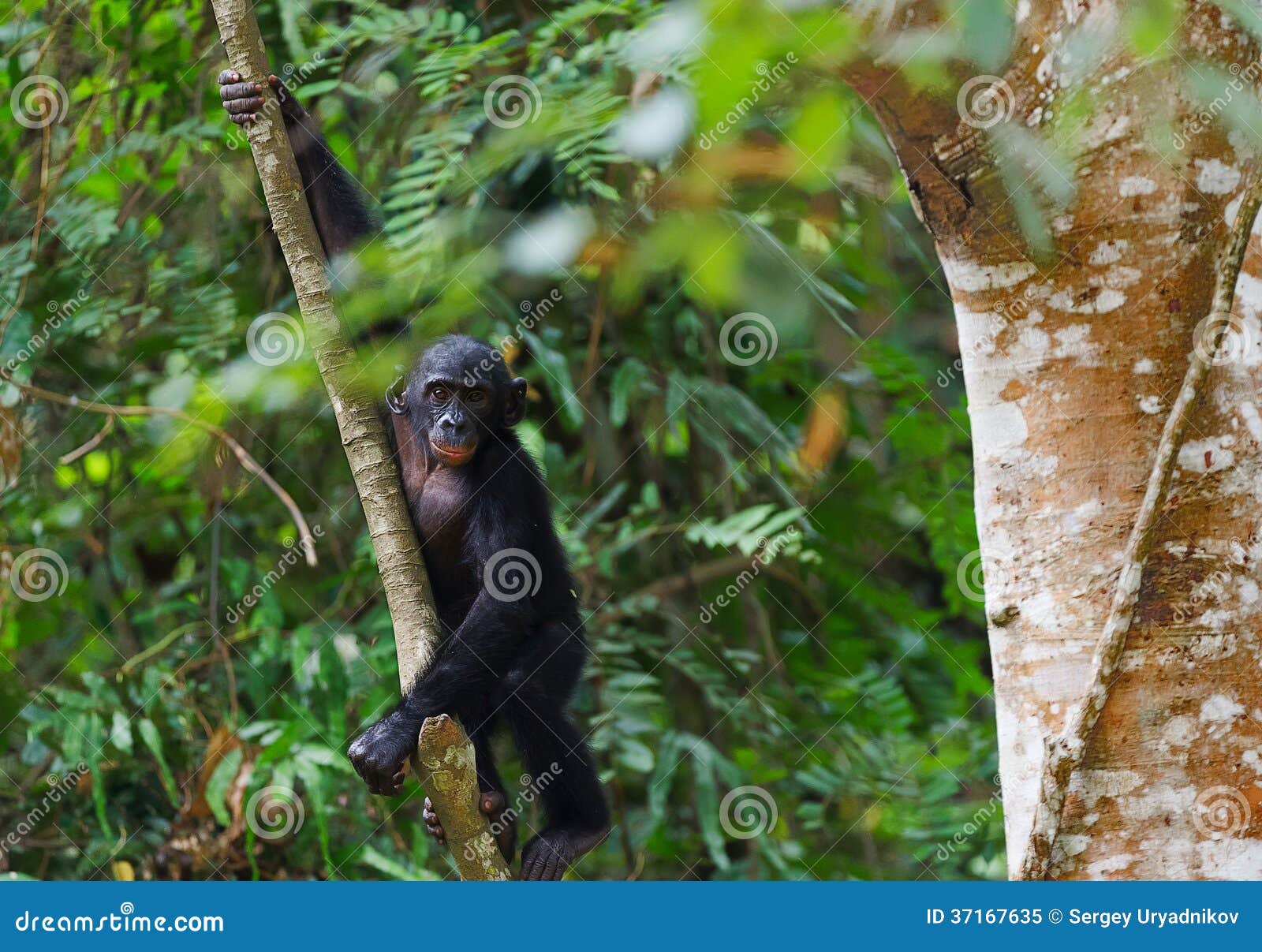 Bonobo On The Tree In Natural Habitat. Royalty-Free Stock Image ...