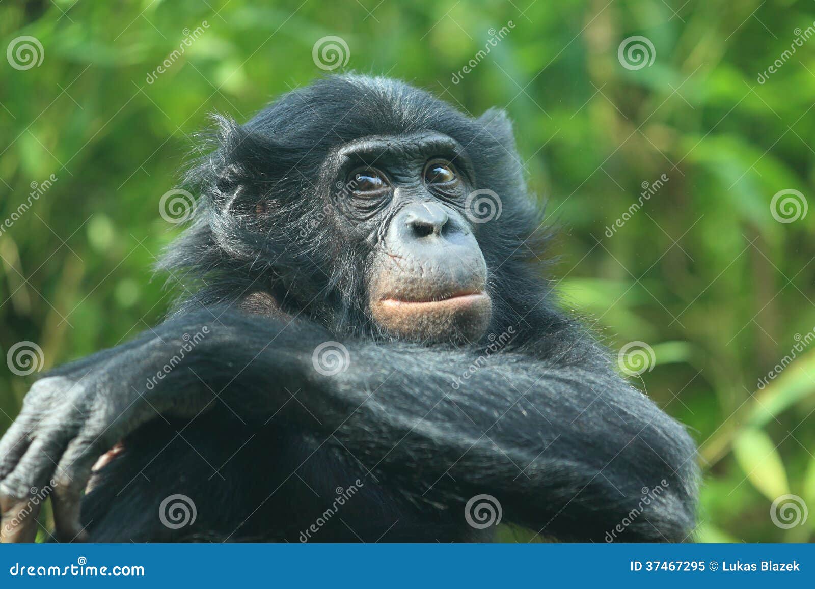 Bonobo detail stock image. Image of dwarf, juvenile, young - 37467295