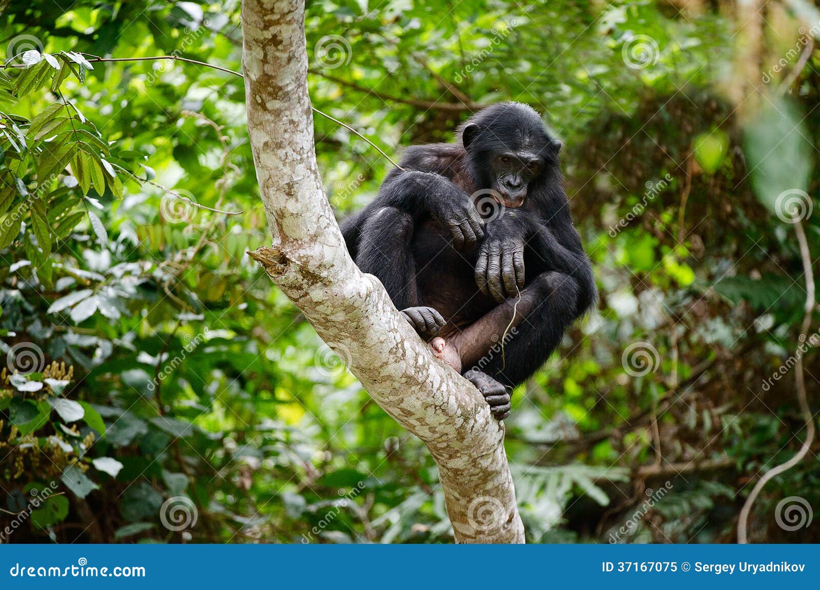 Bonobo En Una Rama De árbol. Imagen de archivo - Imagen de retrato ...