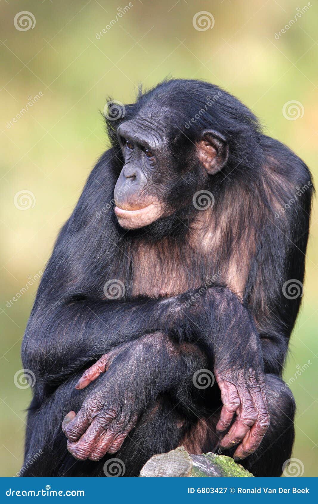 Bonobo female stock image. Image of cute, eyes, alone - 6803427