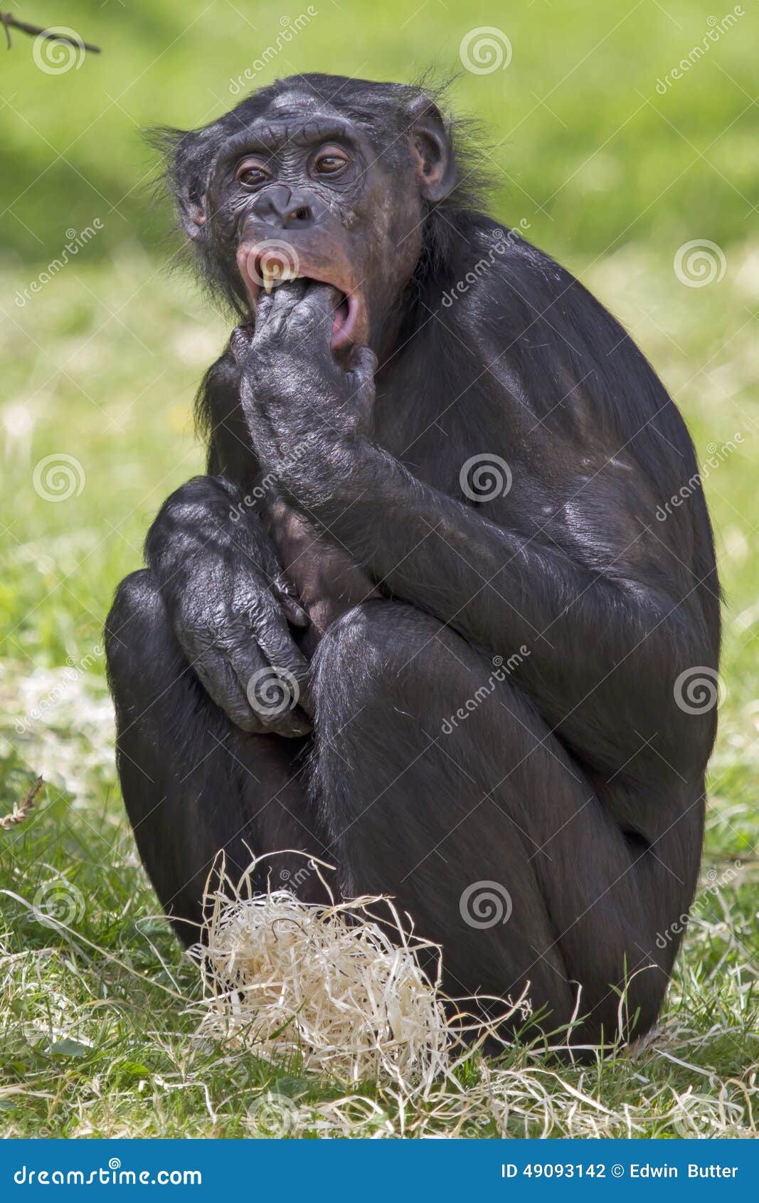 Bonobo Couple Being Intimate Together, Social Human Ape Behavior, Pygmy ...