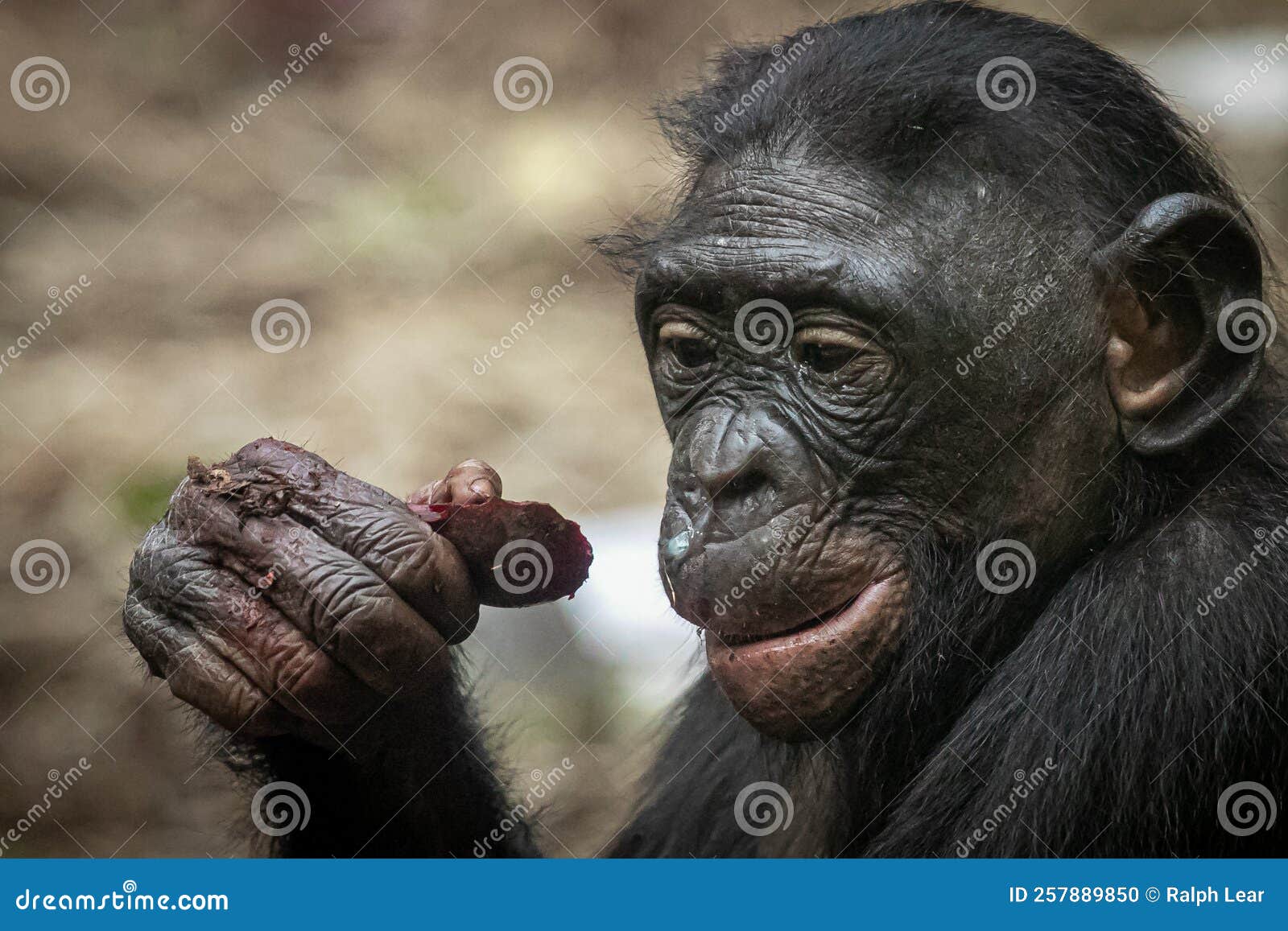 A Bonobo Monkey Eating a Beet Stock Photo - Image of pygmy, animal ...