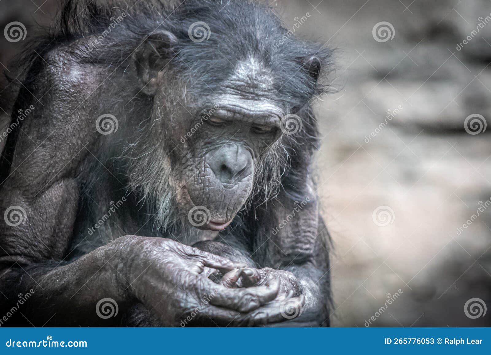 A Bonobo Monkey Looking at Its Hands and Fingers Stock Image - Image of ...
