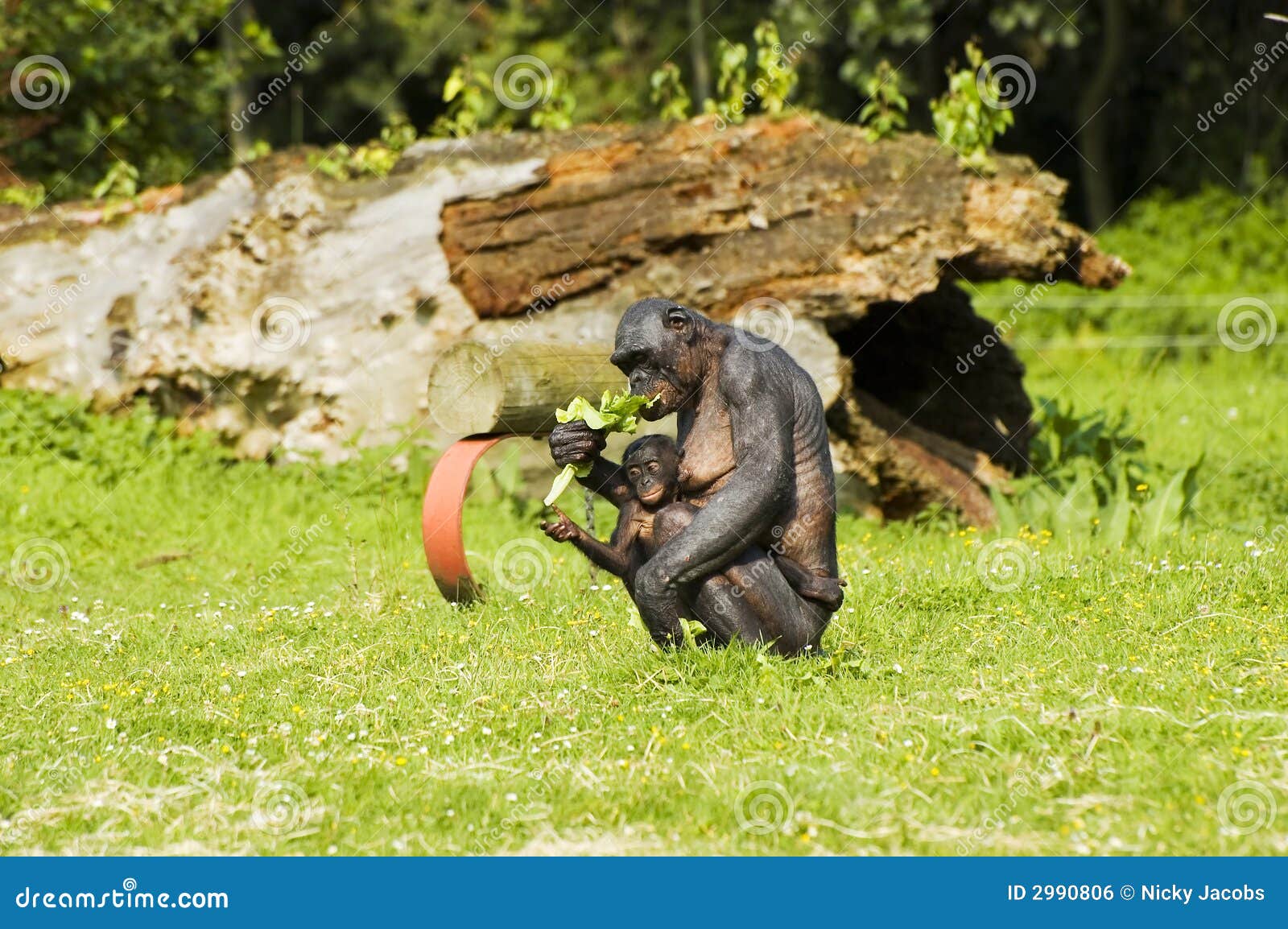 Bonobo Monkey Mother and Child Stock Photo - Image of sweet, tree: 2990806