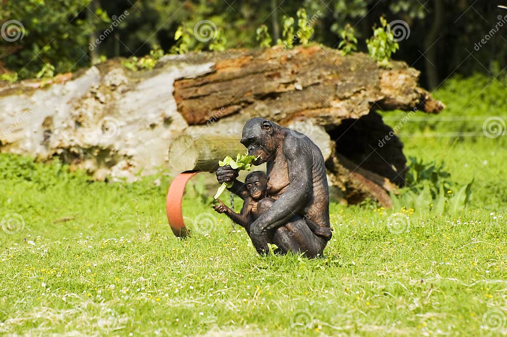 Bonobo Monkey Mother and Child Stock Photo - Image of sweet, tree: 2990806