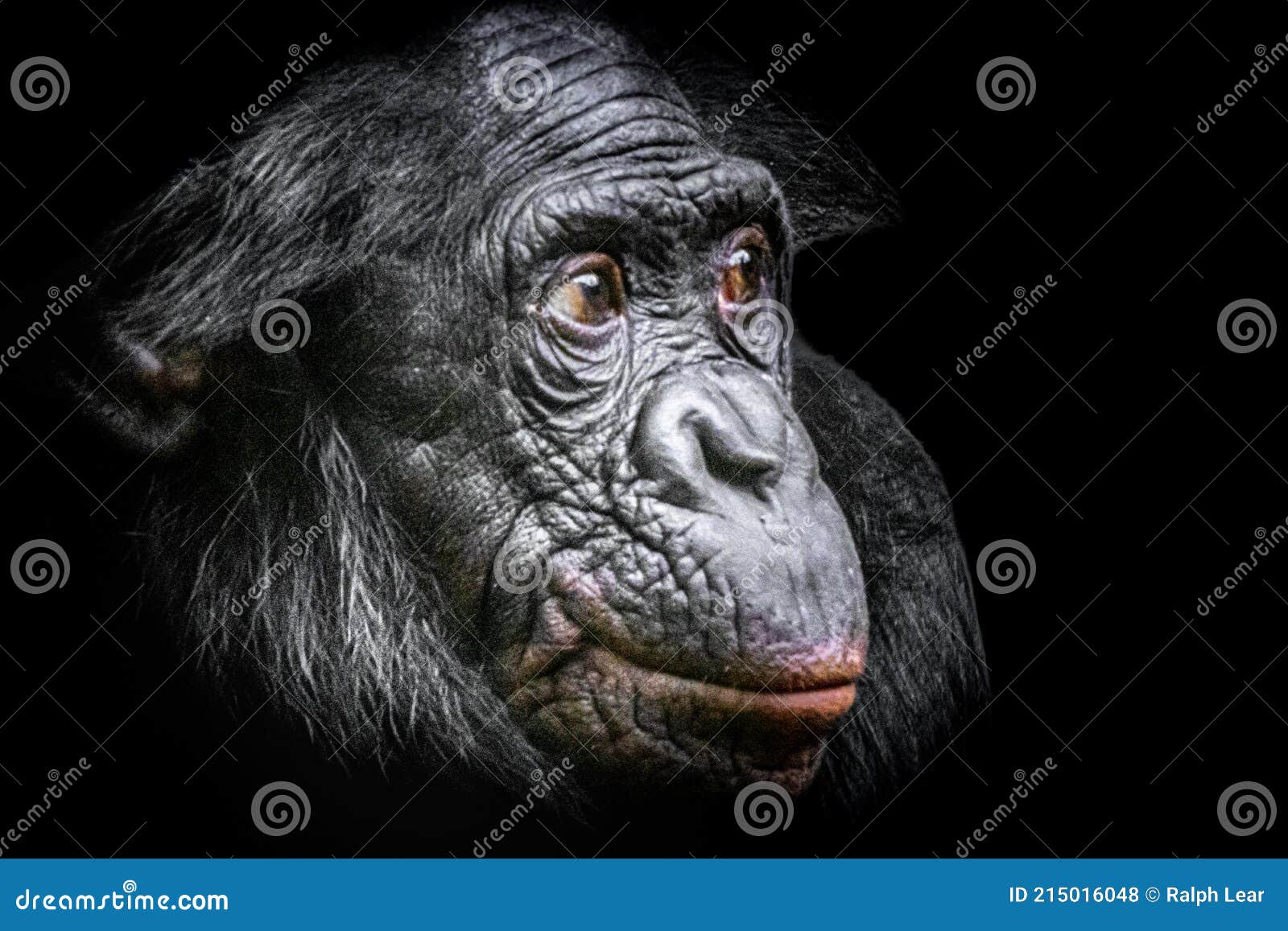 A Bonobo Ape after Eating a Beet Stock Photo - Image of africa, borgori ...