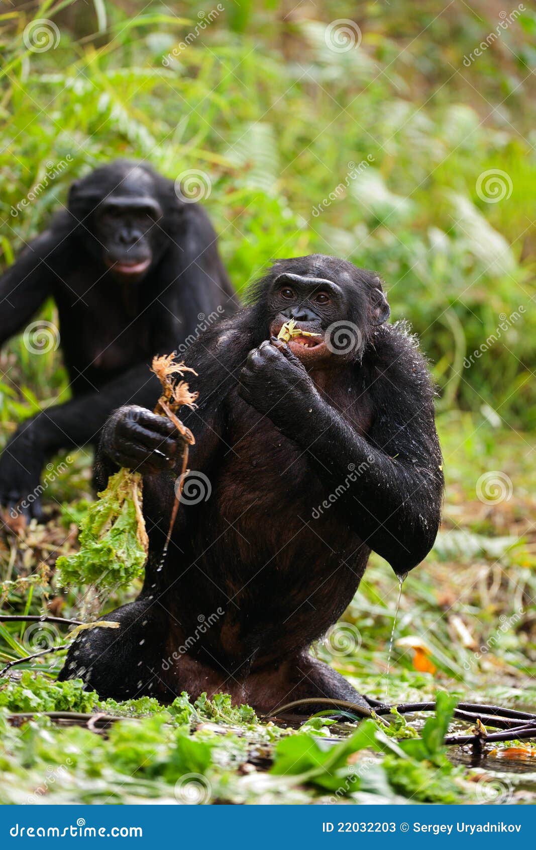 Mixed Breed Monkey Chimpanzee Bonobo Stock Photos - 12 Images