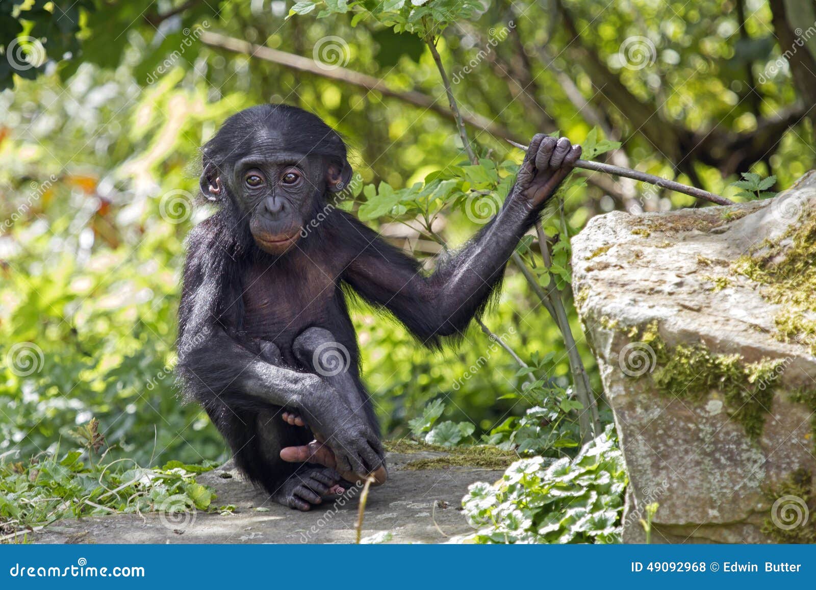 Bonobo stock photo. Image of baby, mammal, funny, chimpanzee - 49092968