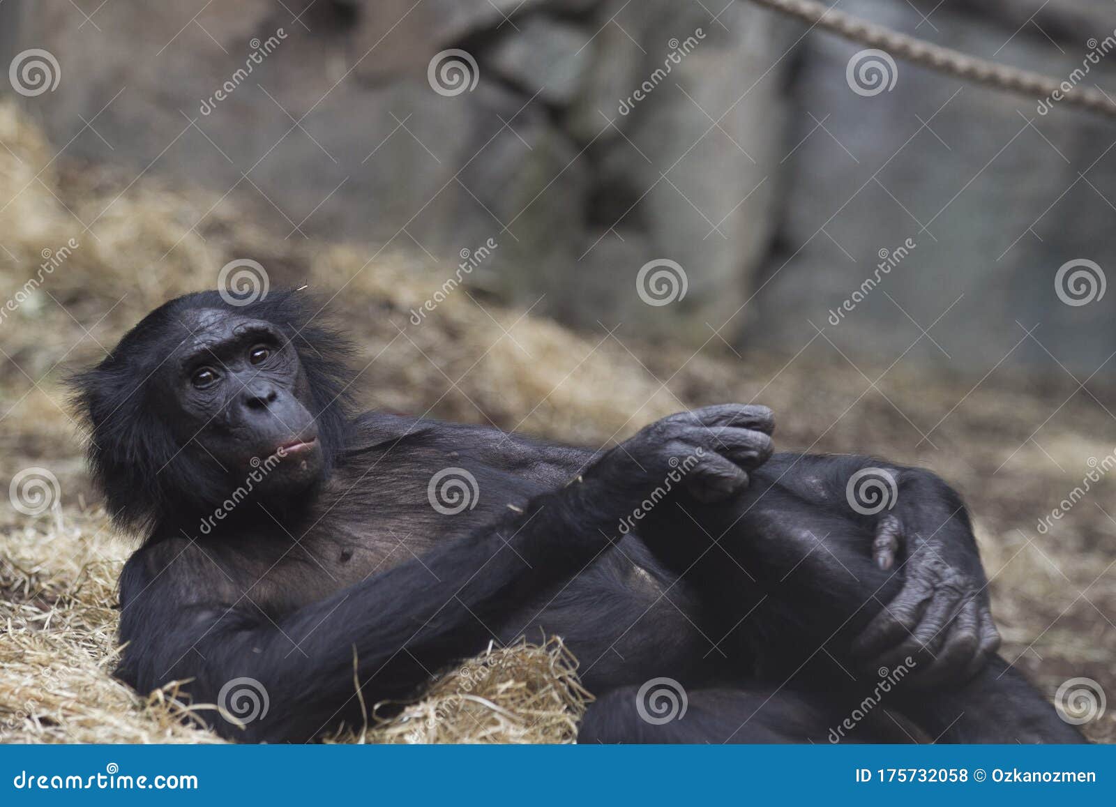 Bonobo Laying In Some Hay In Closeup, Human Ape, Pygmy Chimpanzee ...