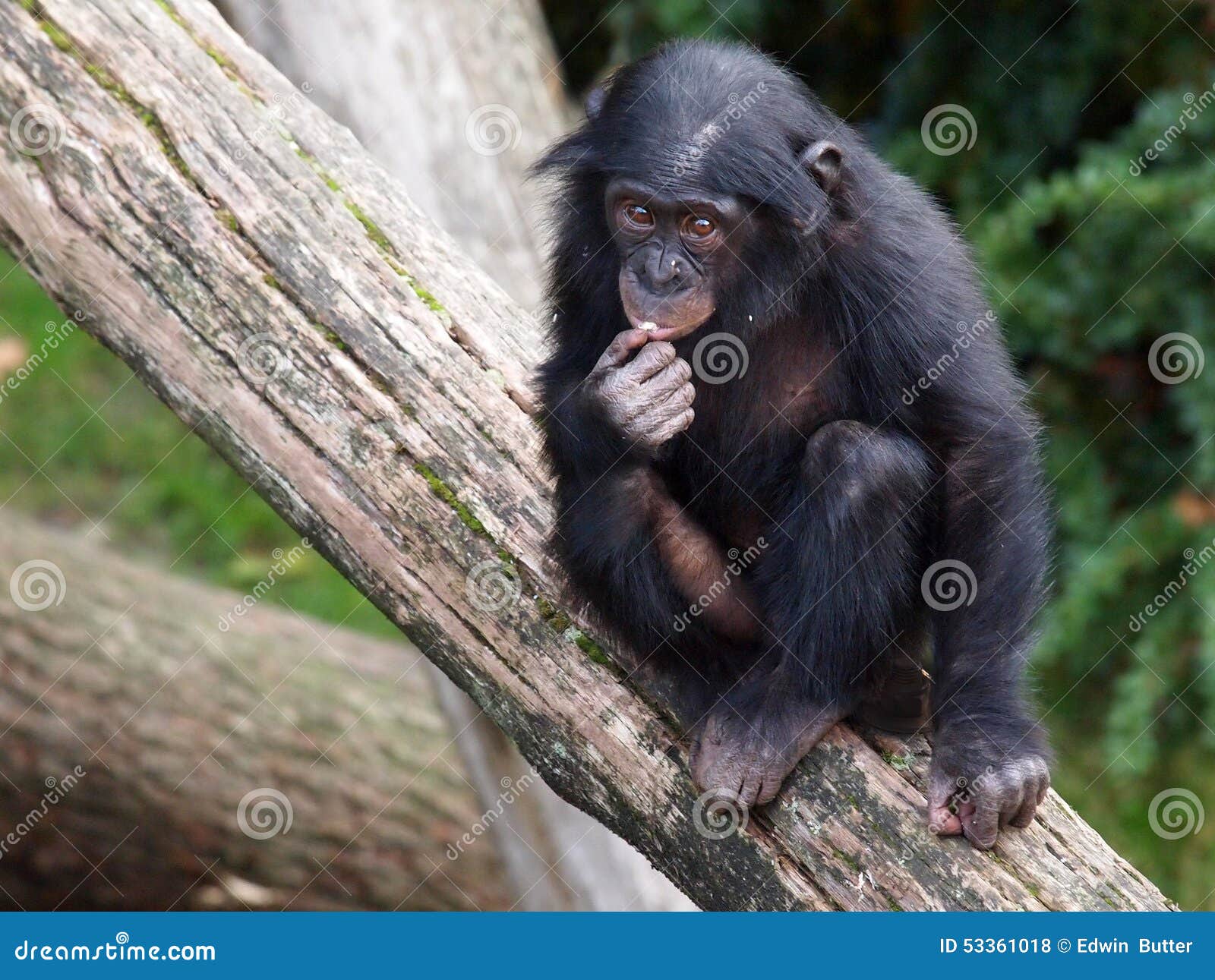 Bonobo stock photo. Image of green, animal, nature, wild - 53361018
