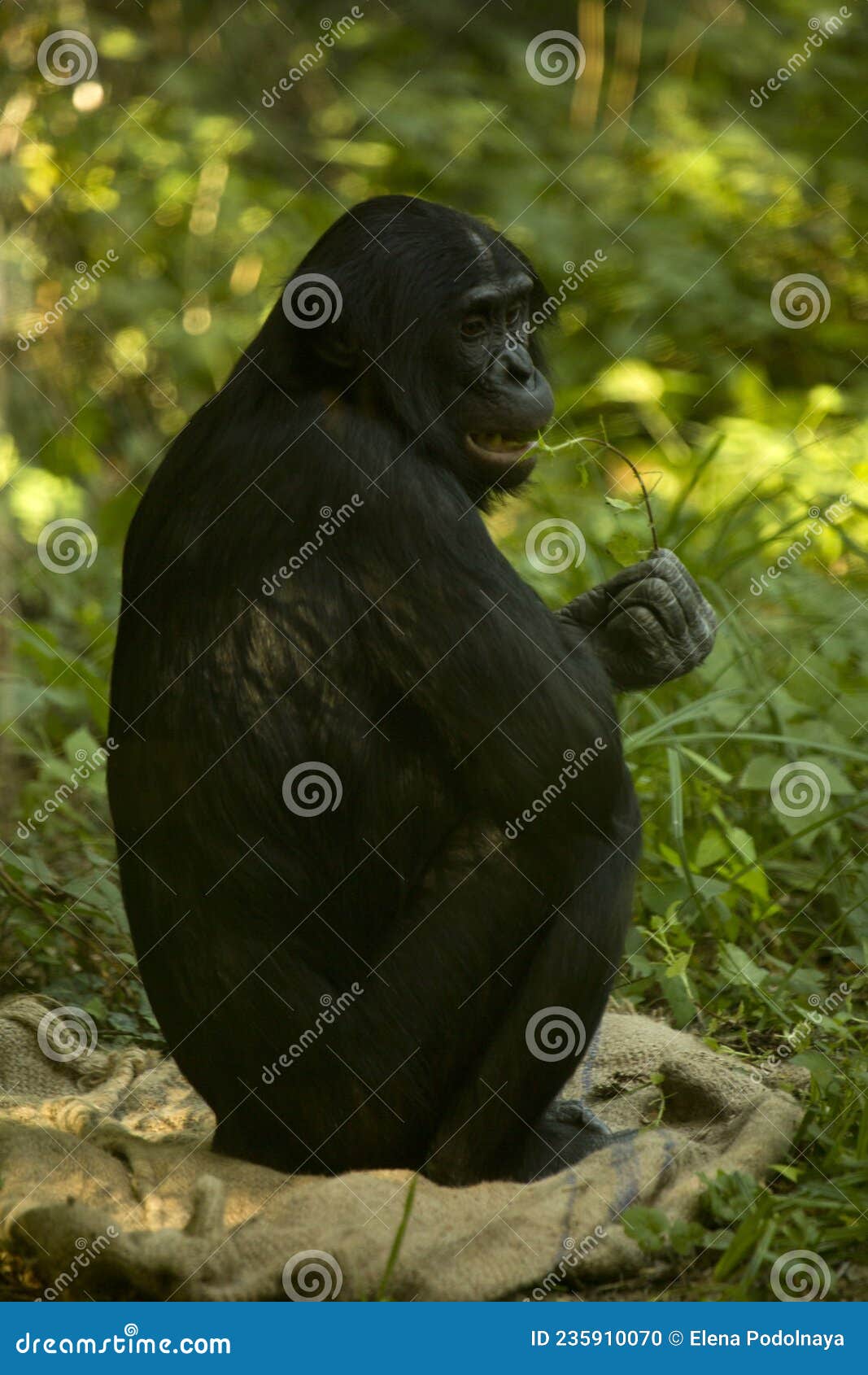 The Bonobo, Pygmy Chimpanzee Pan Paniscus. Stock Photo - Image of ...