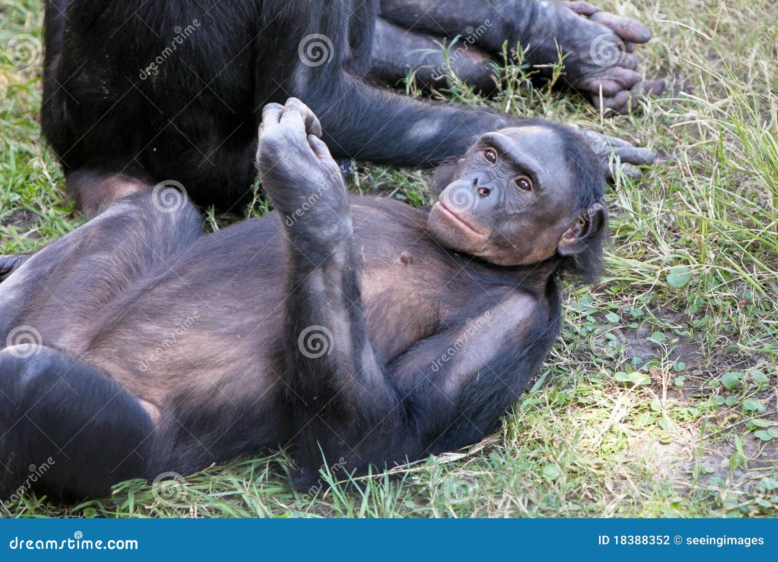 Bonobo resting in grass stock photo. Image of pygmy, natural - 18388352