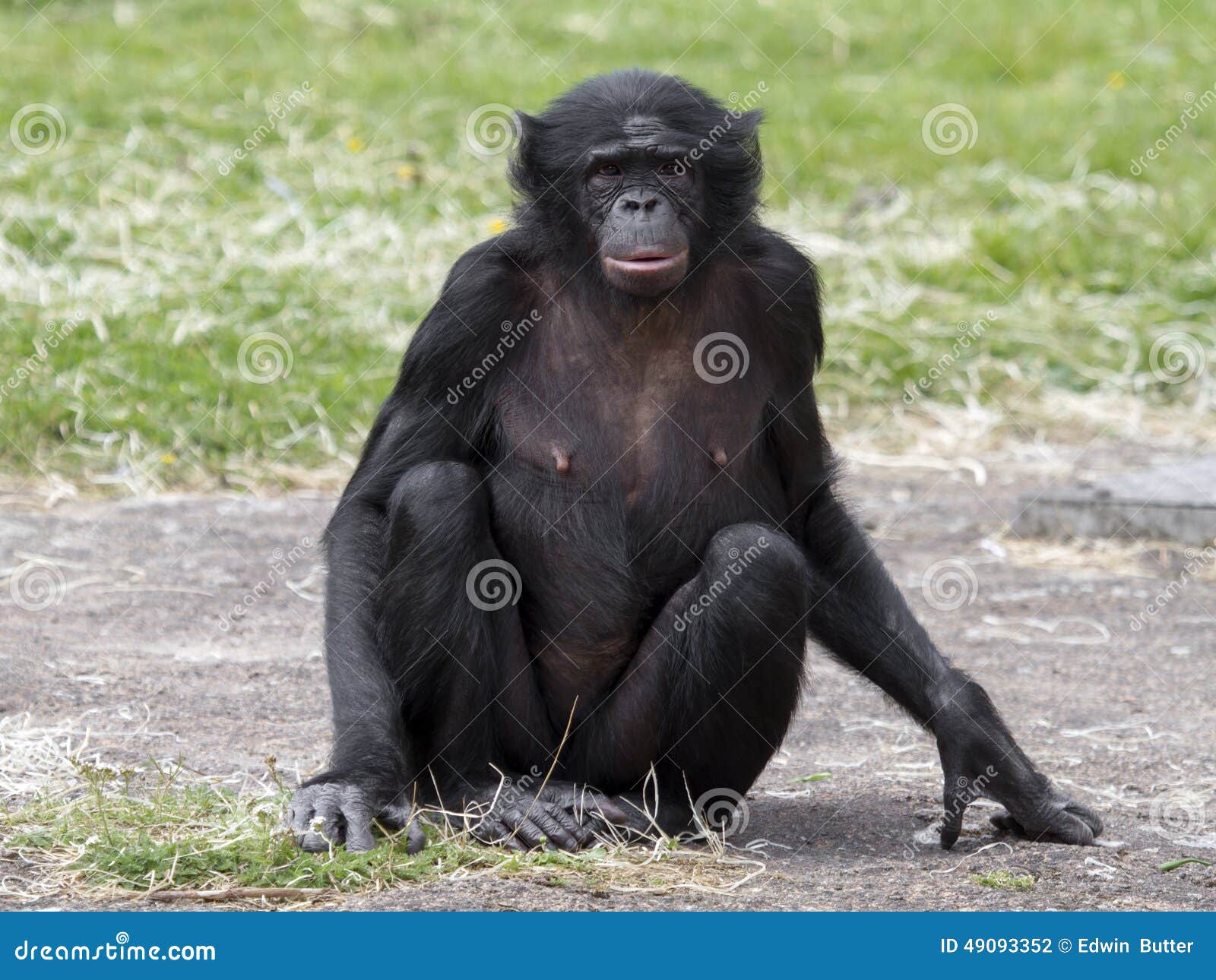 Bonobo stock photo. Image of funny, pygmy, republic, african - 49093352
