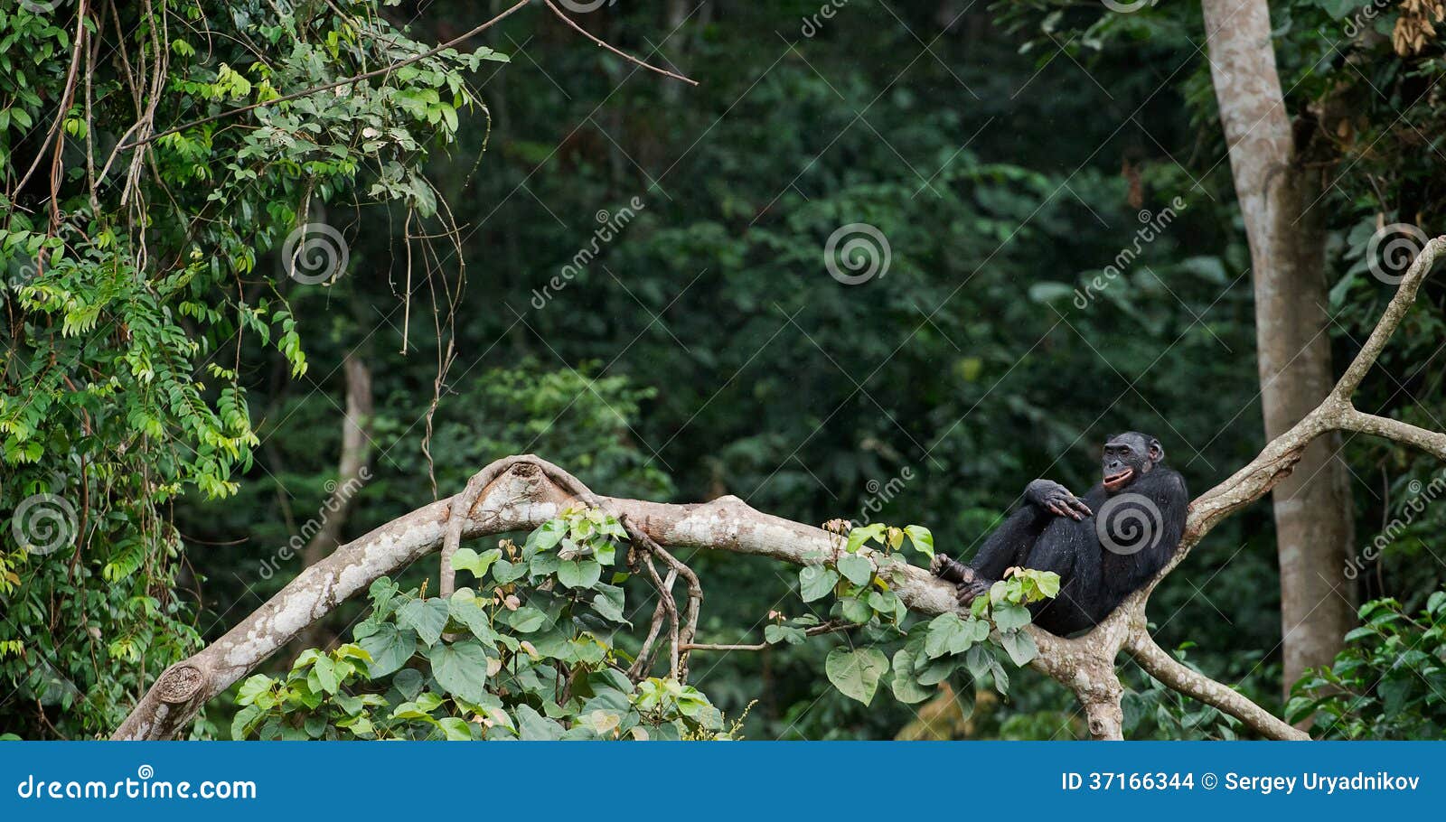 Bonobo on a tree branch. stock photo. Image of forest - 37166344