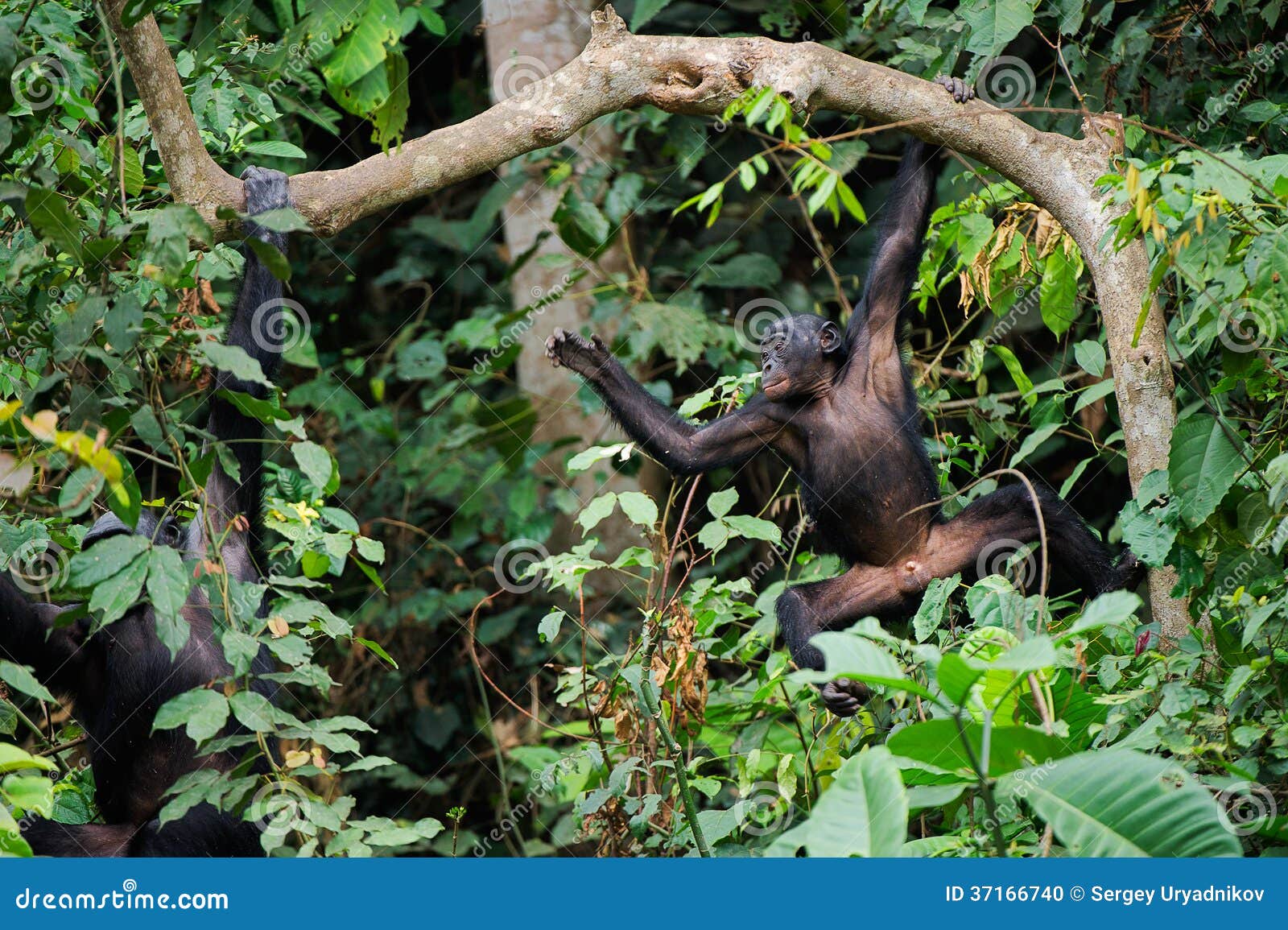 Bonobo on a tree branch. stock photo. Image of animal - 37166740