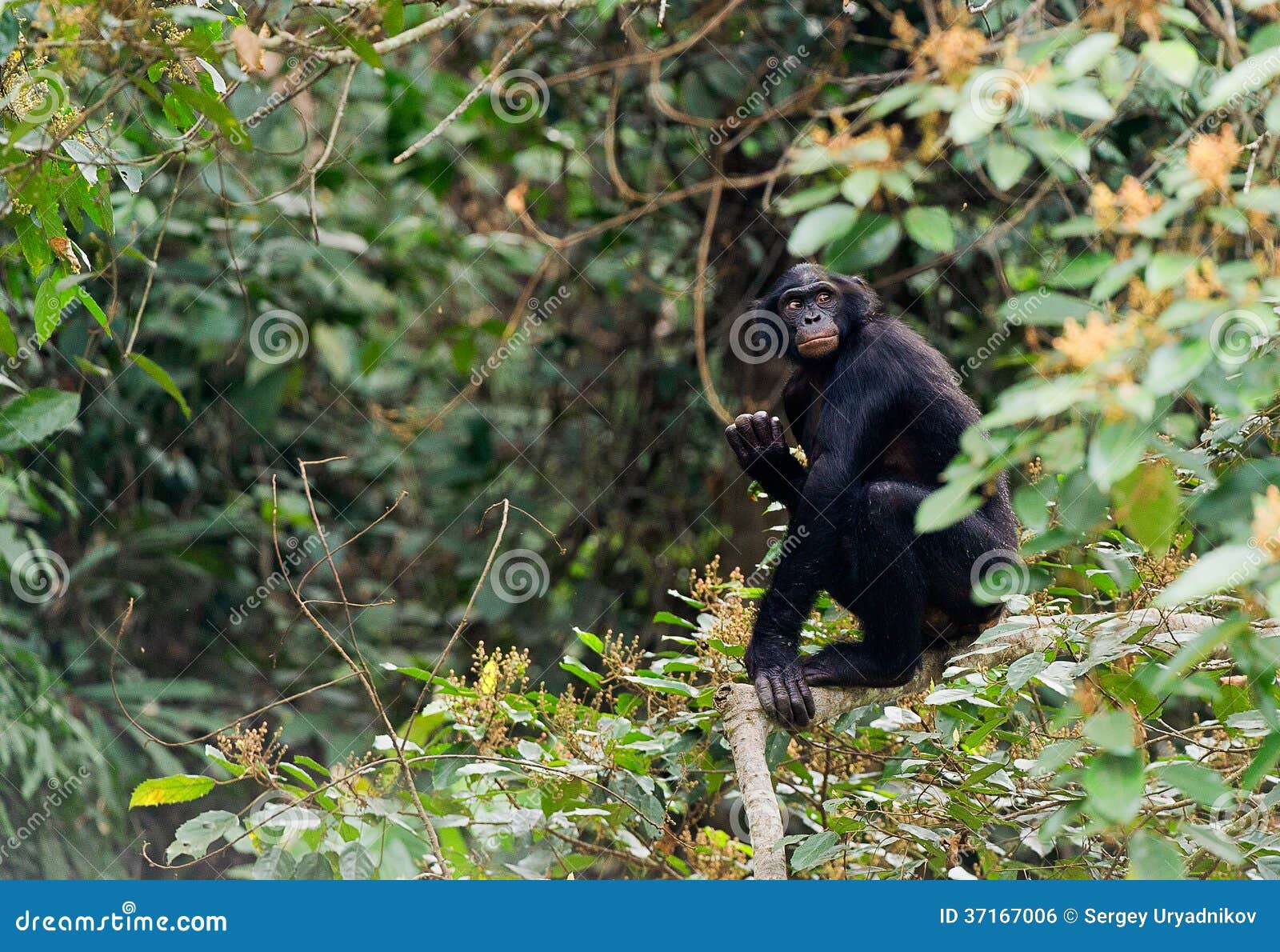 Bonobo on a tree branch. stock photo. Image of monkey - 37167006