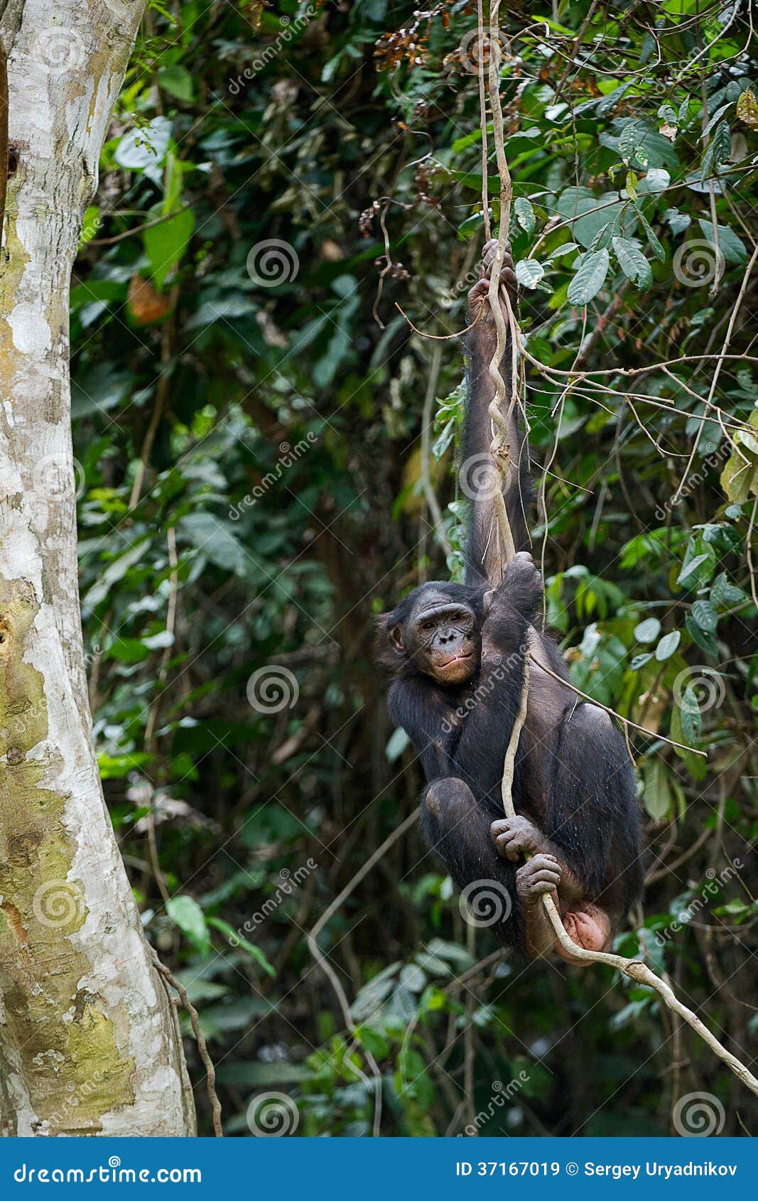 Bonobo on a tree branch. stock image. Image of chimpanzee - 37167019