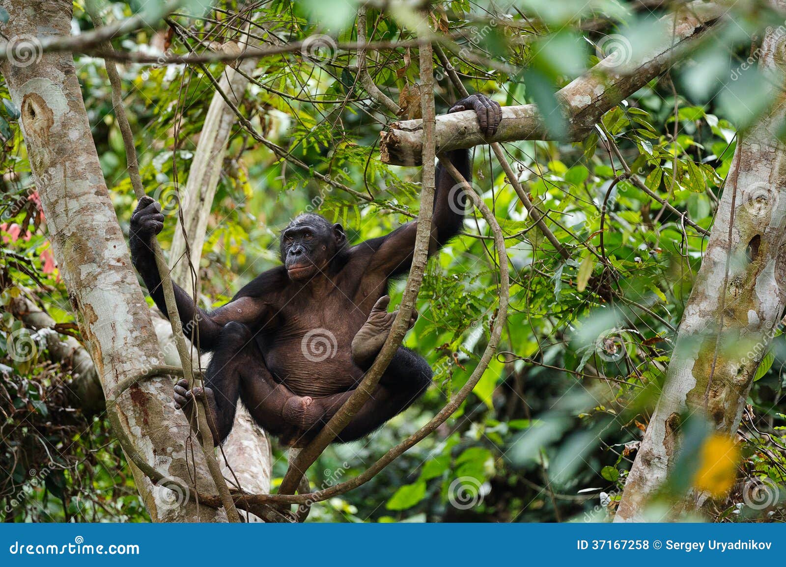 Bonobo on a tree branch. stock photo. Image of leaf, hairy - 37167258