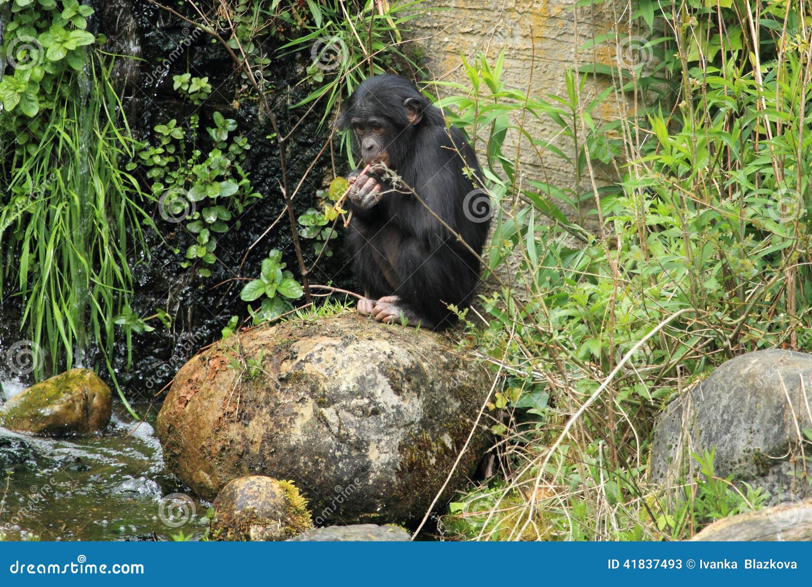 Bonobo stock image. Image of animal, africa, bonobo, rock - 41837493