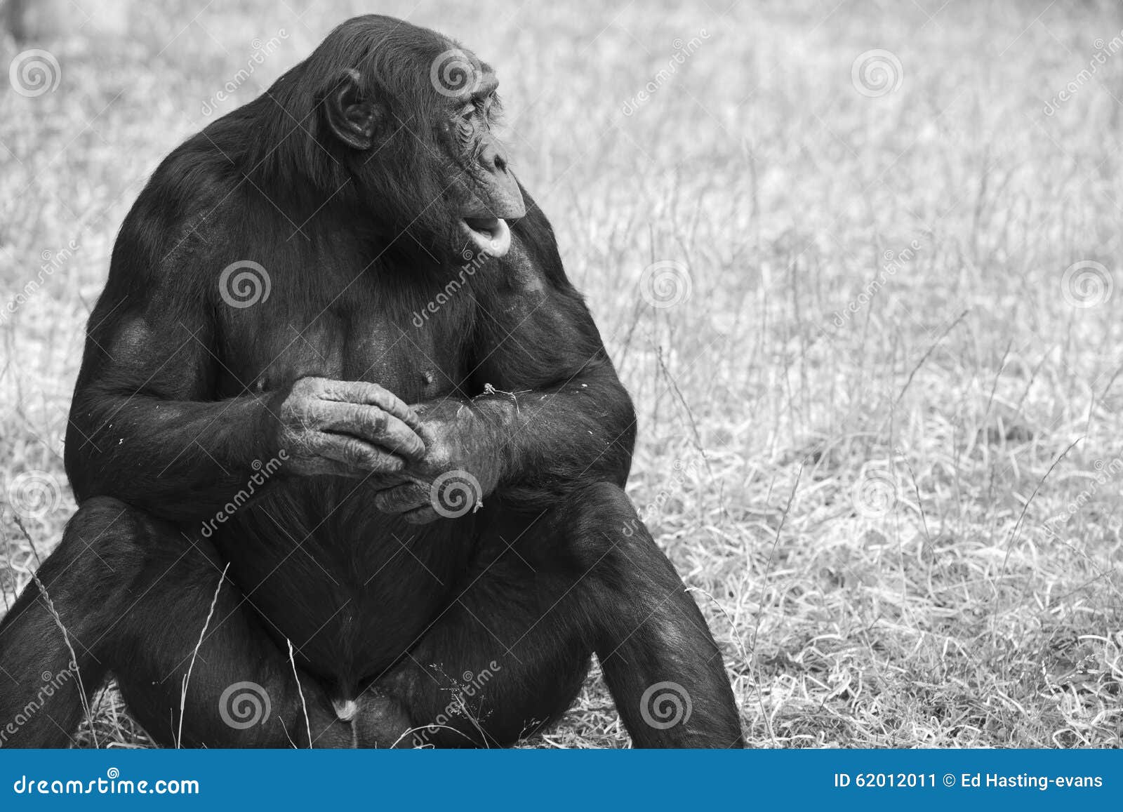 Bonobos stock image. Image of lonesome, animals, evolution - 62012011