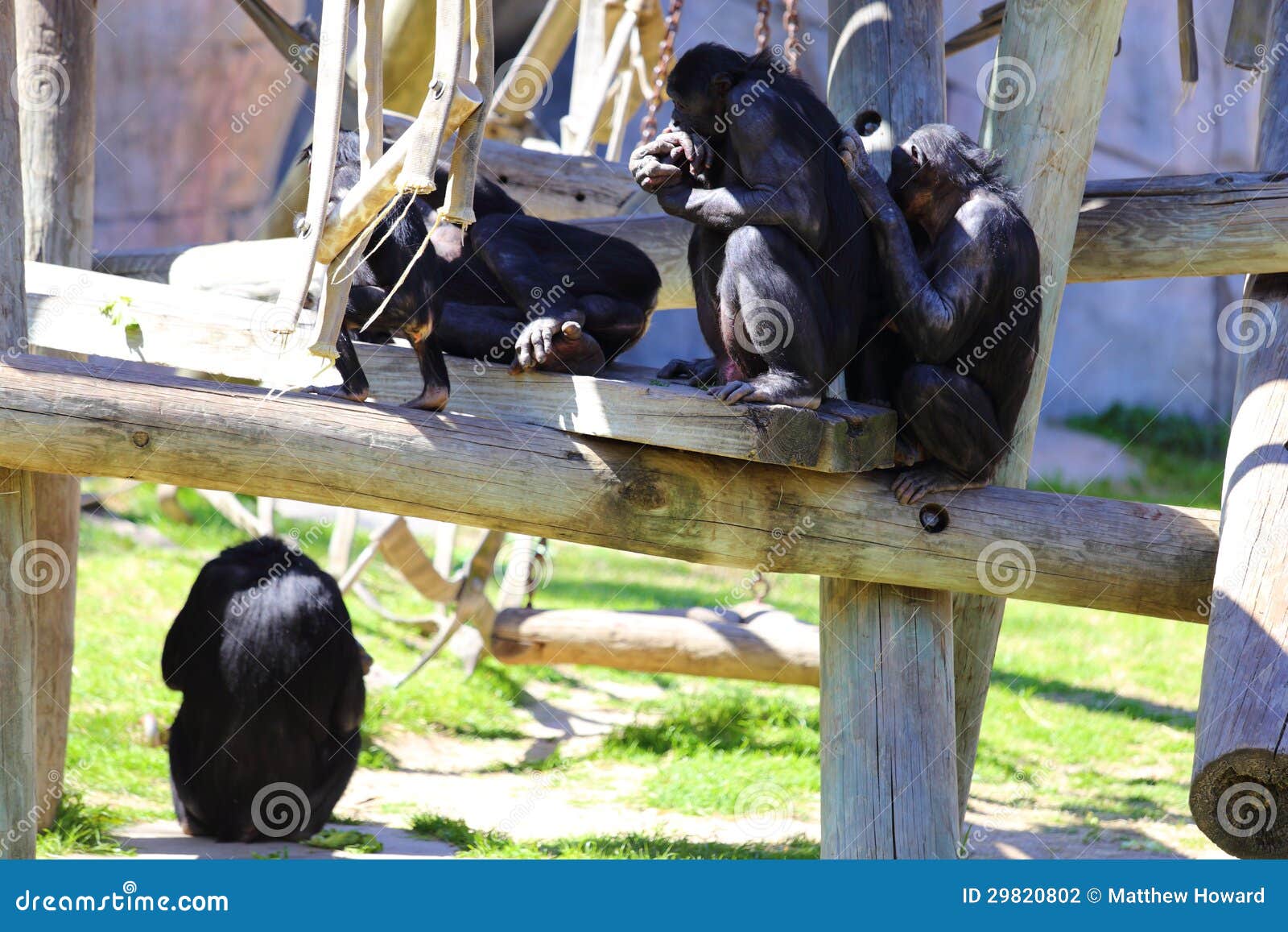 Bonobo Monkeys stock photo. Image of wild, looking, natural - 29820802