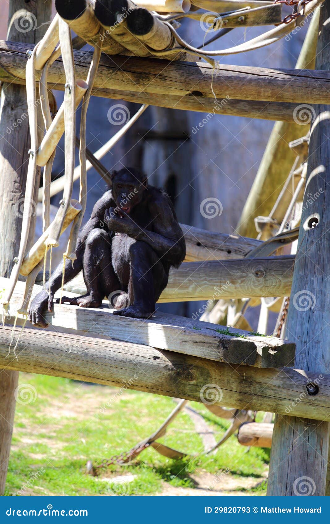 Bonobo Monkeys stock image. Image of cute, nature, funny - 29820793