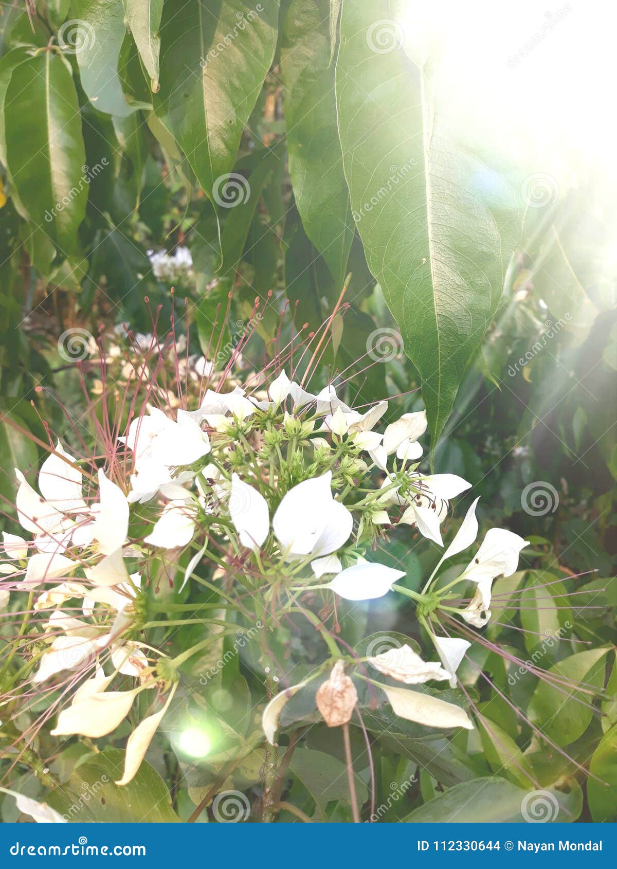 Bonoful stock photo. Image of bonoful, natural, nice - 112330644