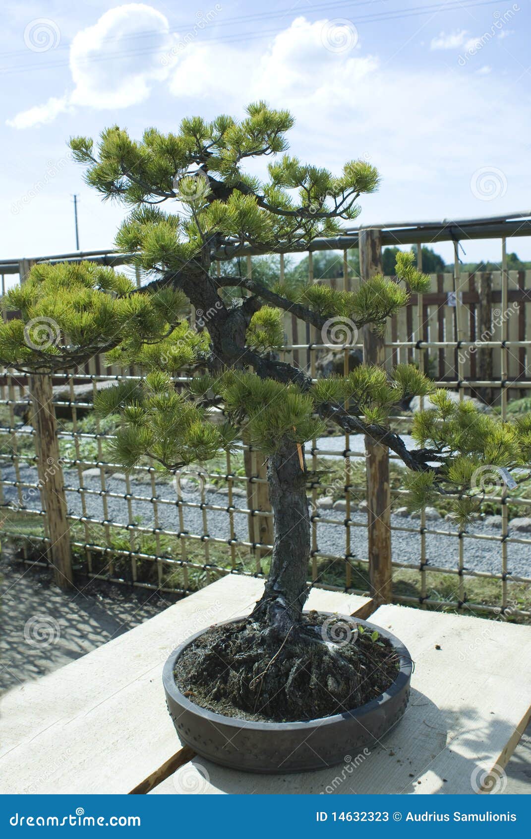 Bons stock image. Image of tree, small, master, real - 14632323