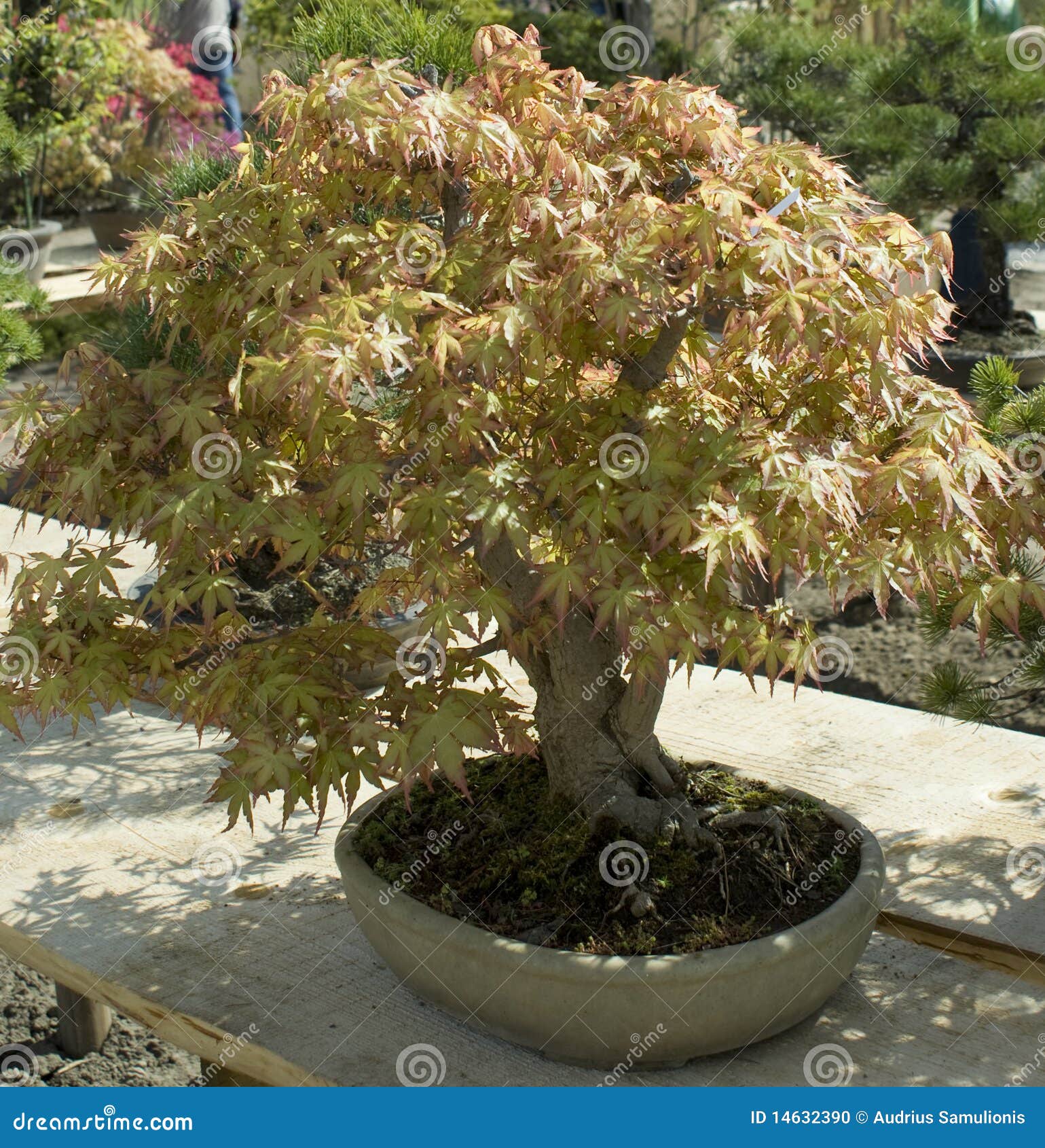 Bons stock photo. Image of houseplant, leaf, flowerpot - 14632390