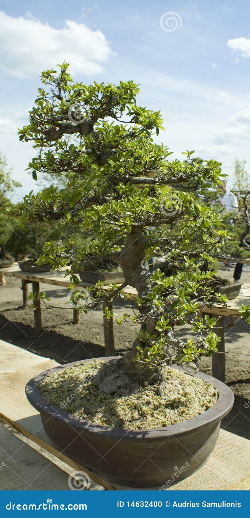 Bons stock photo. Image of bonsai, bons, master, small - 14632400